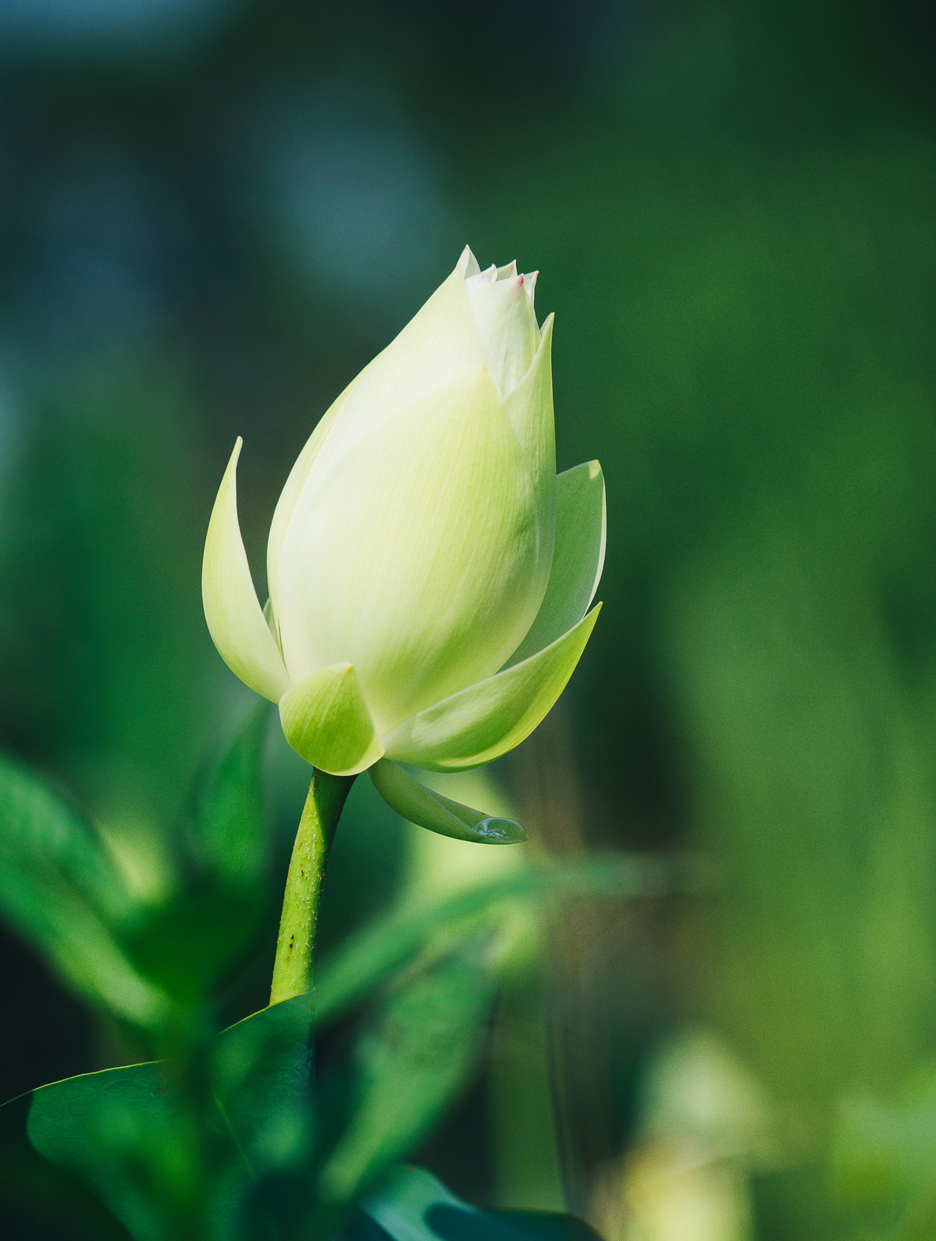 Leaf Bud Photos, Download The BEST Free Leaf Bud Stock Photos & HD Images