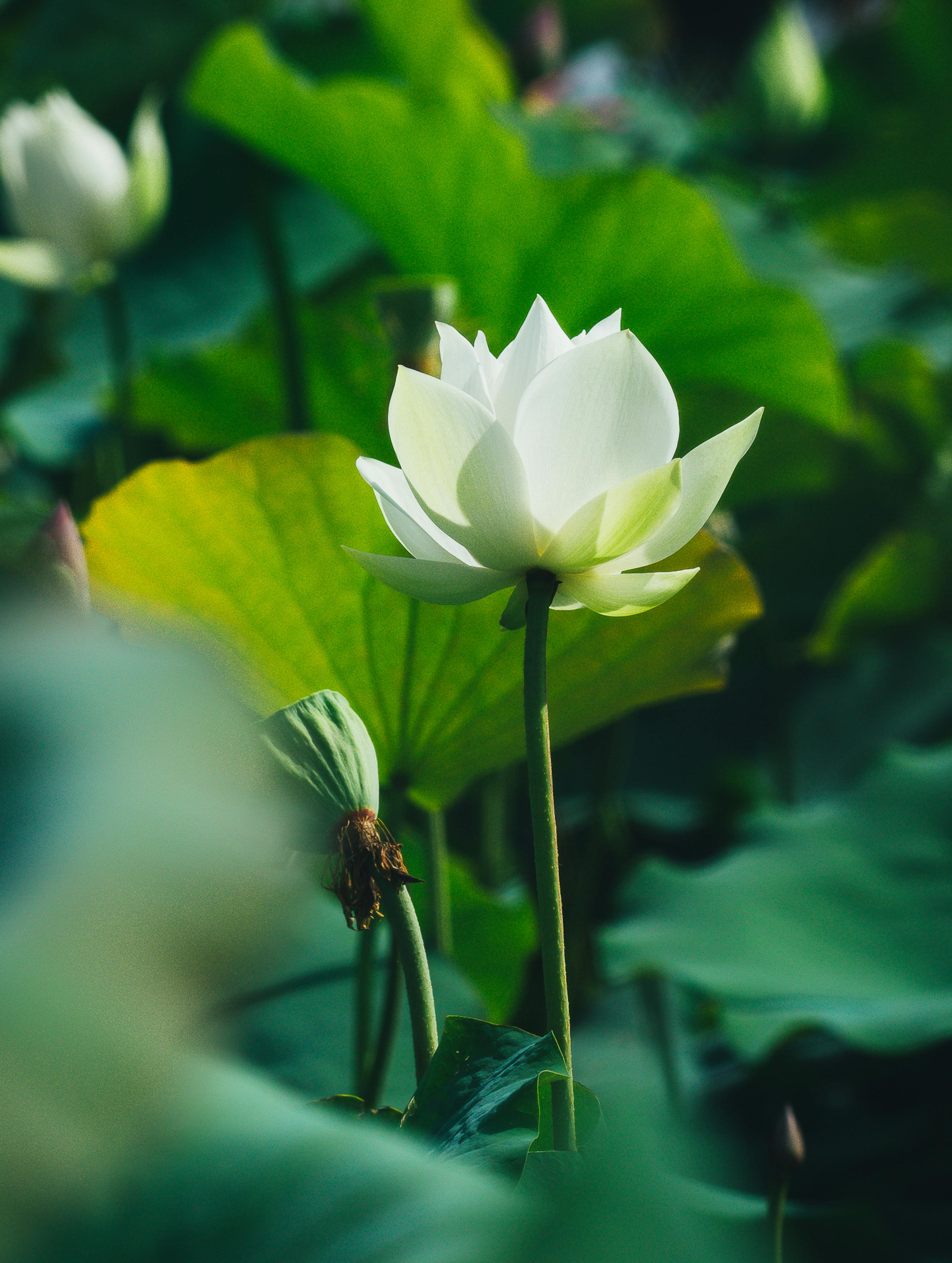 Lotus Flower Patteran Photos, Download The BEST Free Lotus Flower ...
