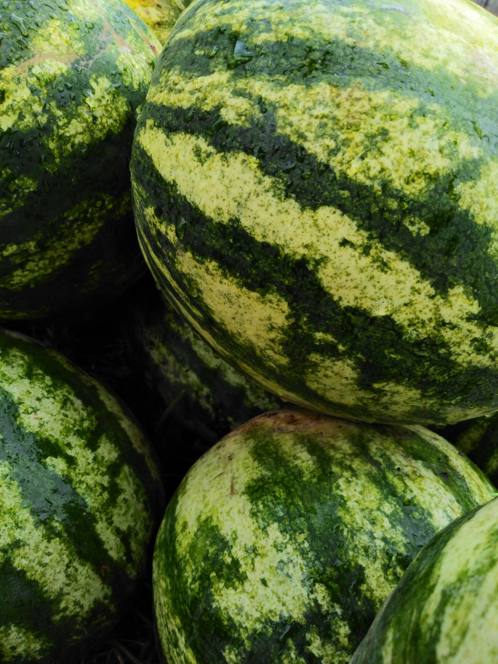 Watermelon Texture Photos, Download The BEST Free Watermelon Texture ...