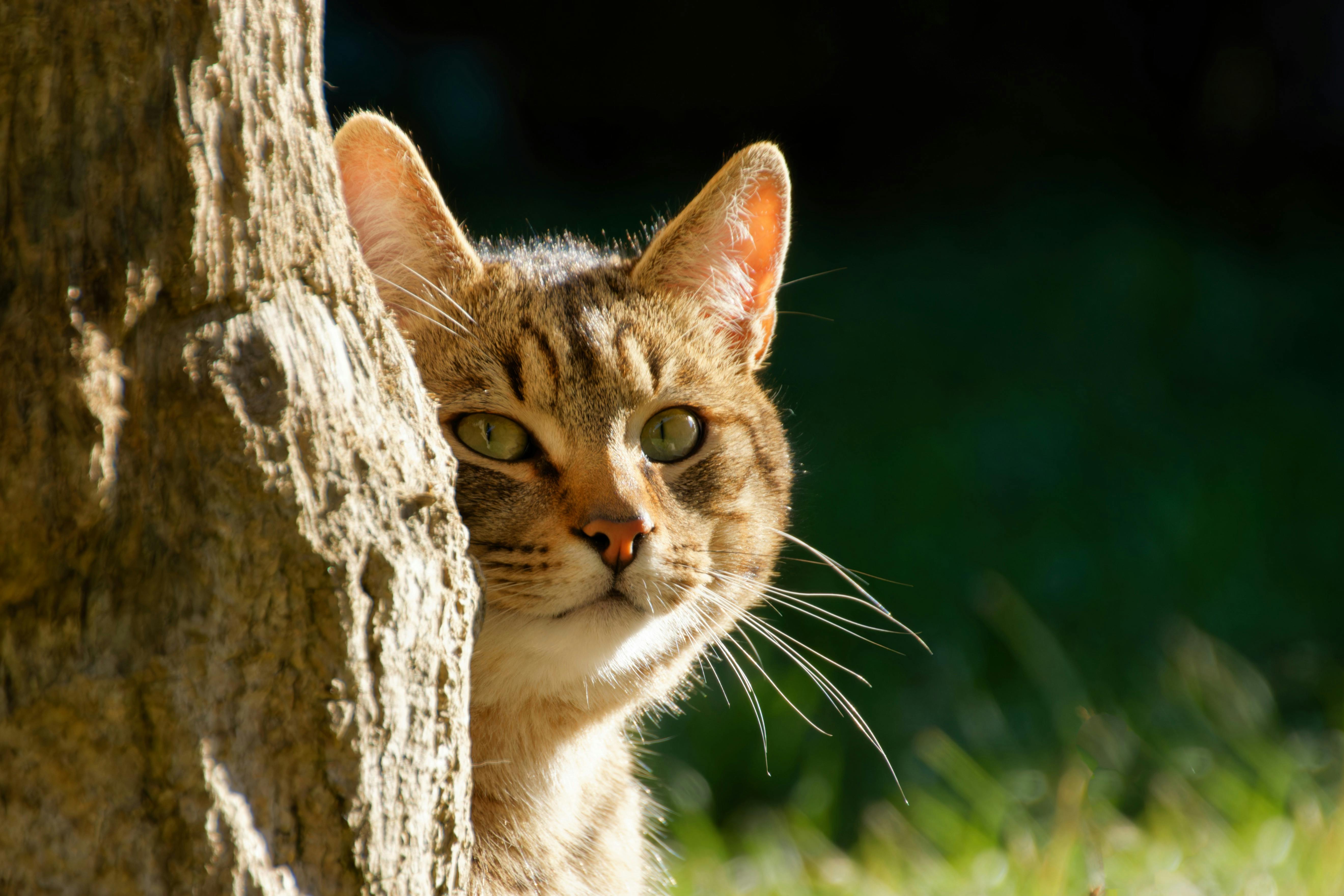 Poser ไฟล์ Photos, Download The BEST Free Poser ไฟล์ Stock Photos & HD ...