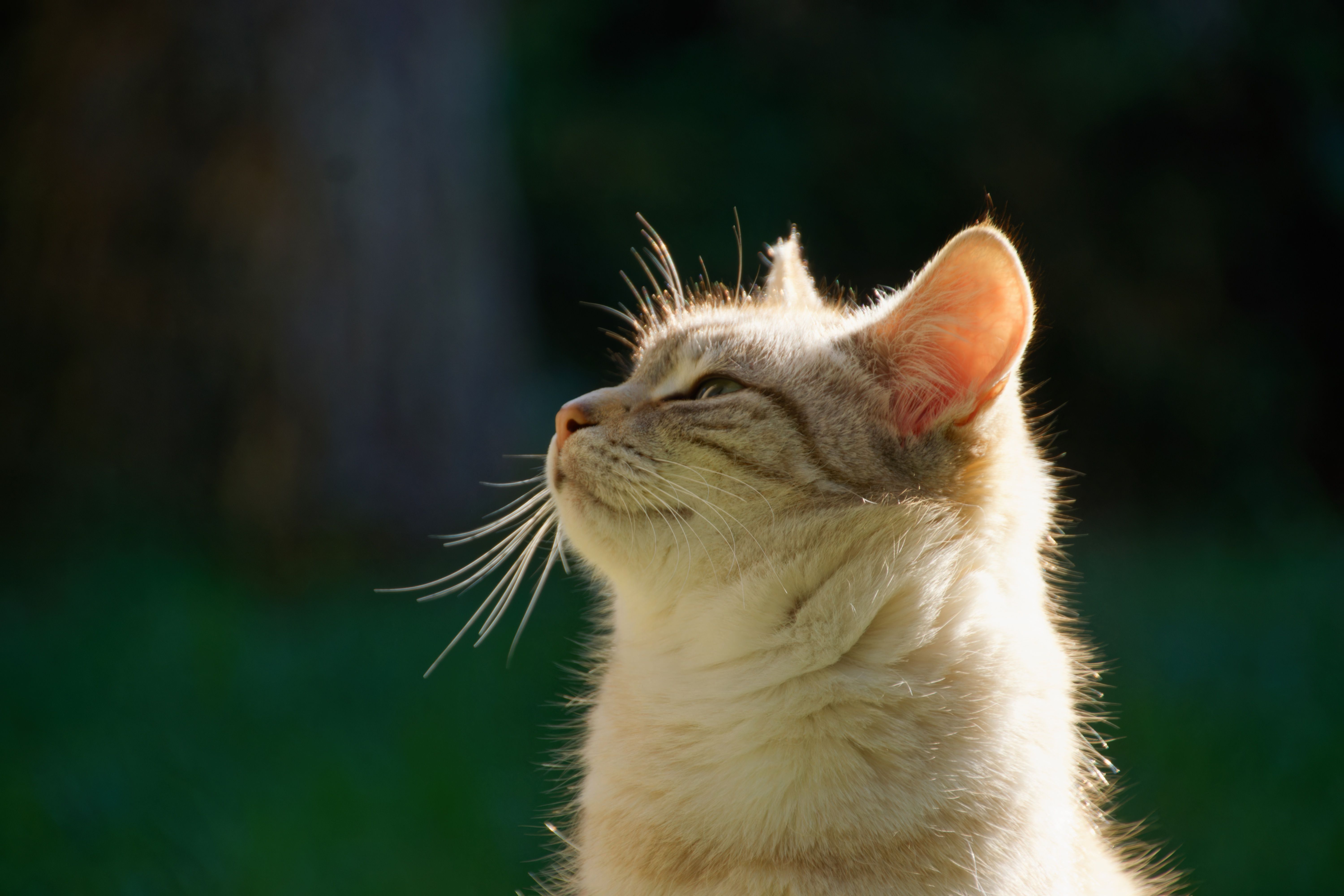 Charming Cat in Sunlight Outdoors · Free Stock Photo