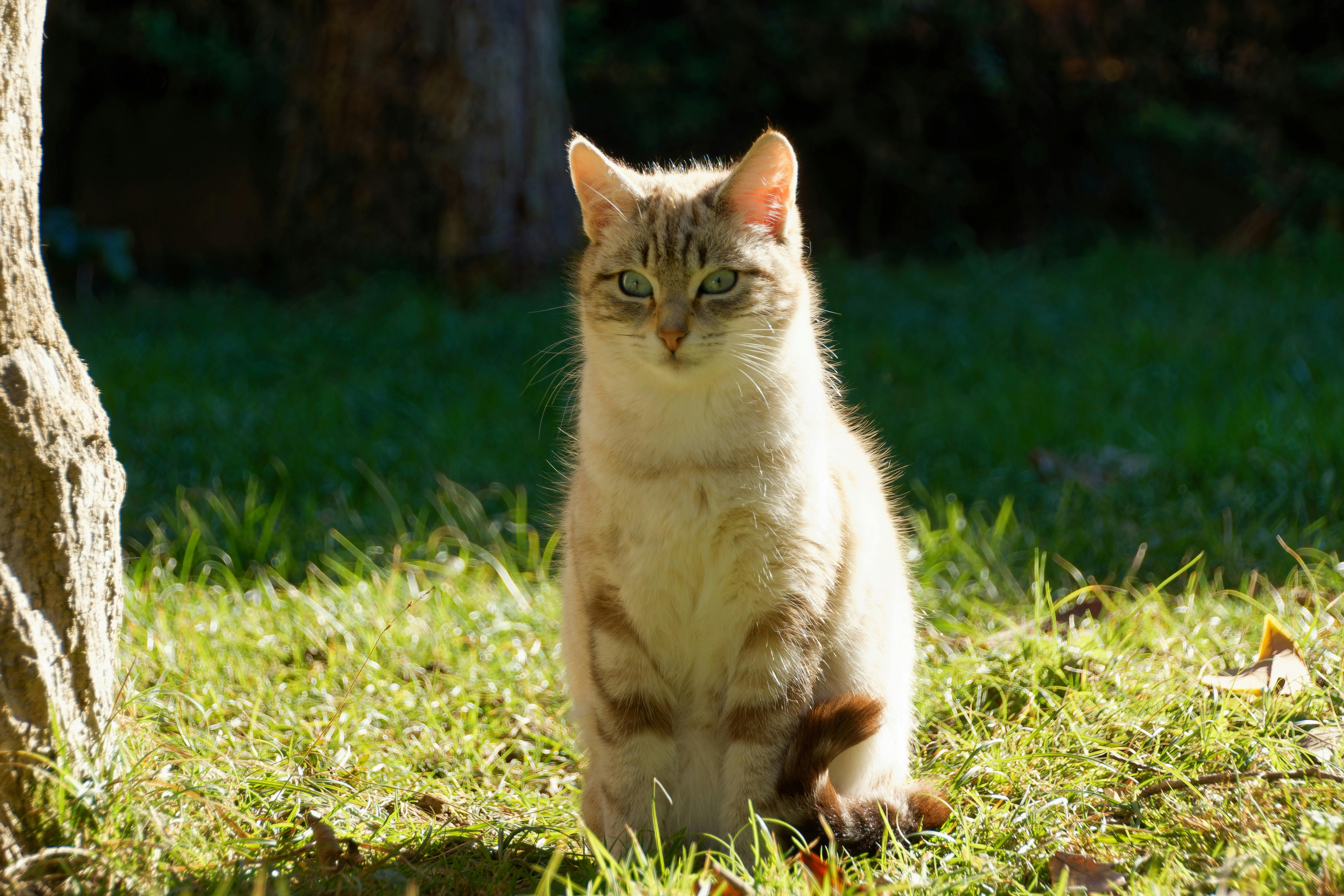 Sitting Areas Backyards Photos, Download The BEST Free Sitting Areas ...