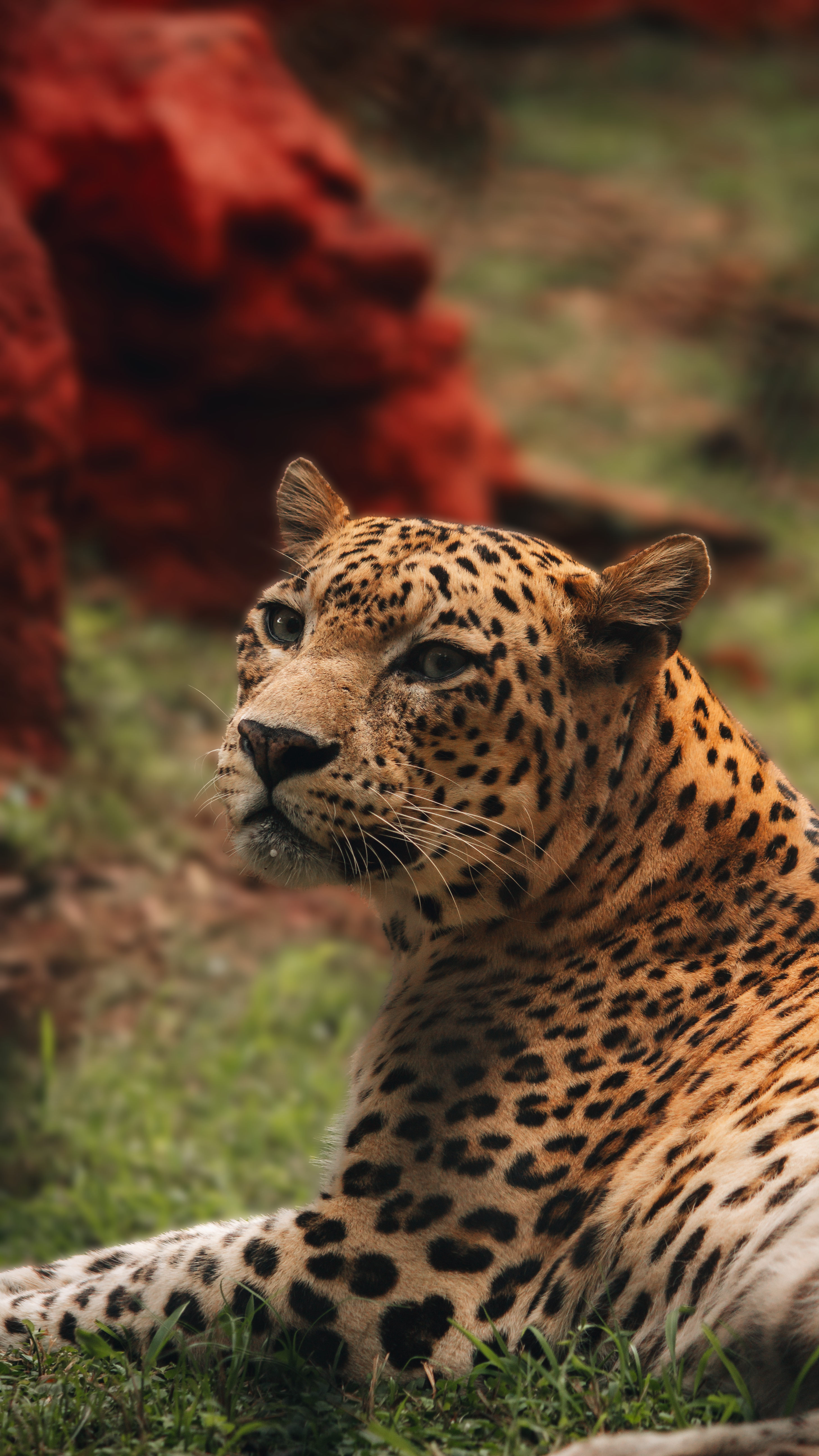 Majestuoso Leopardo Descansando En Su Hábitat Natural · Foto de stock ...