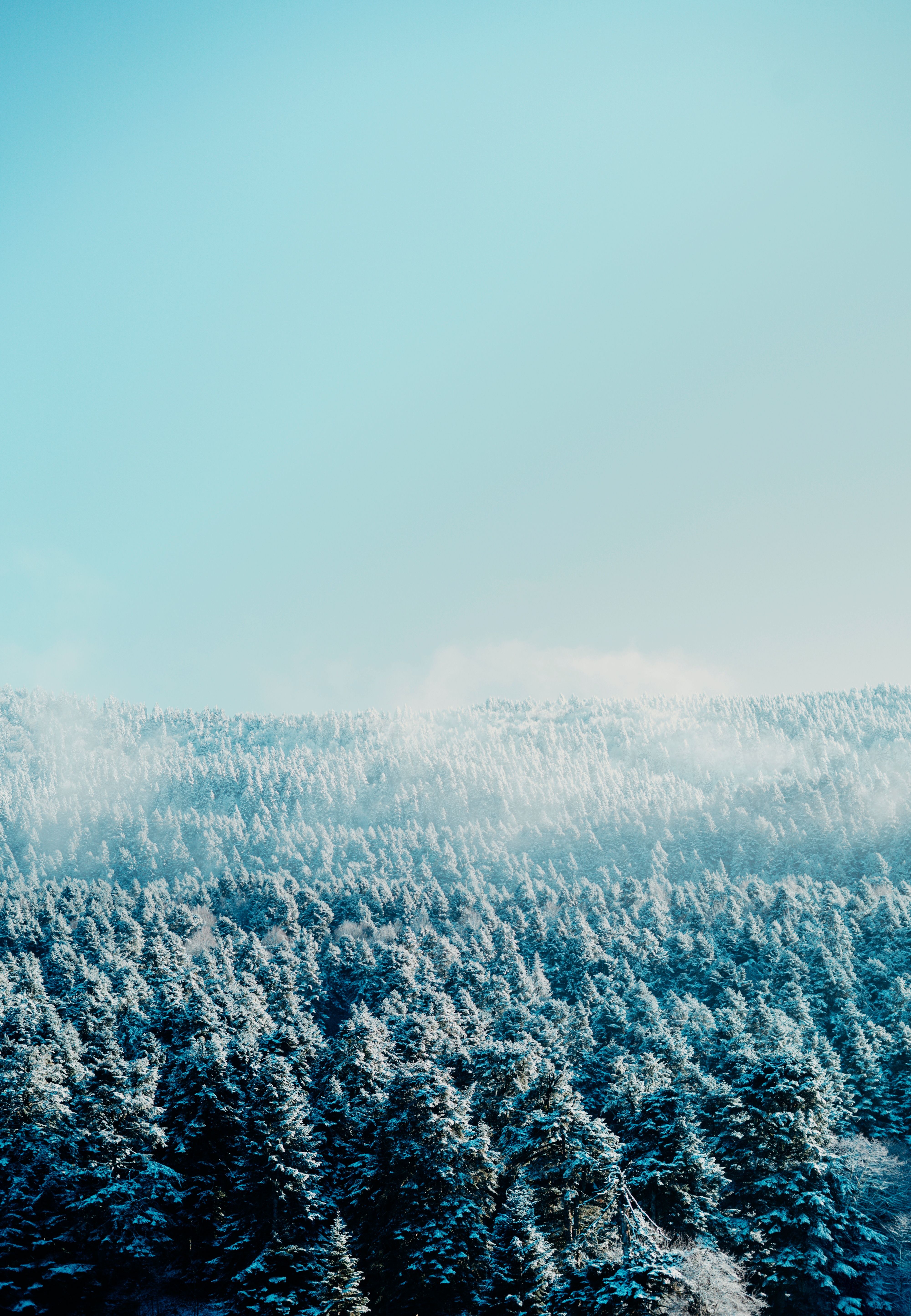 Snow Capped Trees · Free Stock Photo