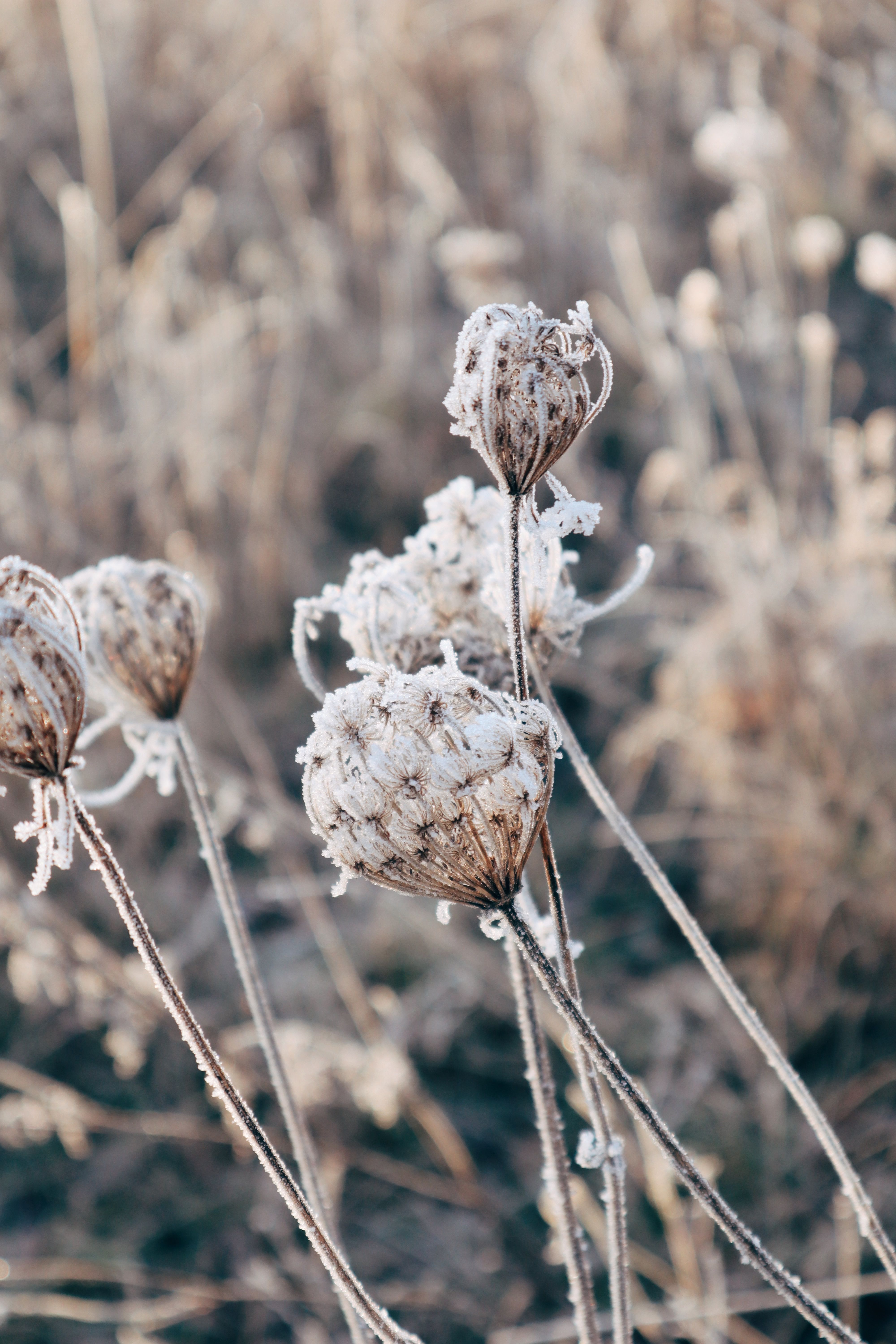 Frost-Covered Wildflowers in Winter Berlin · Free Stock Photo