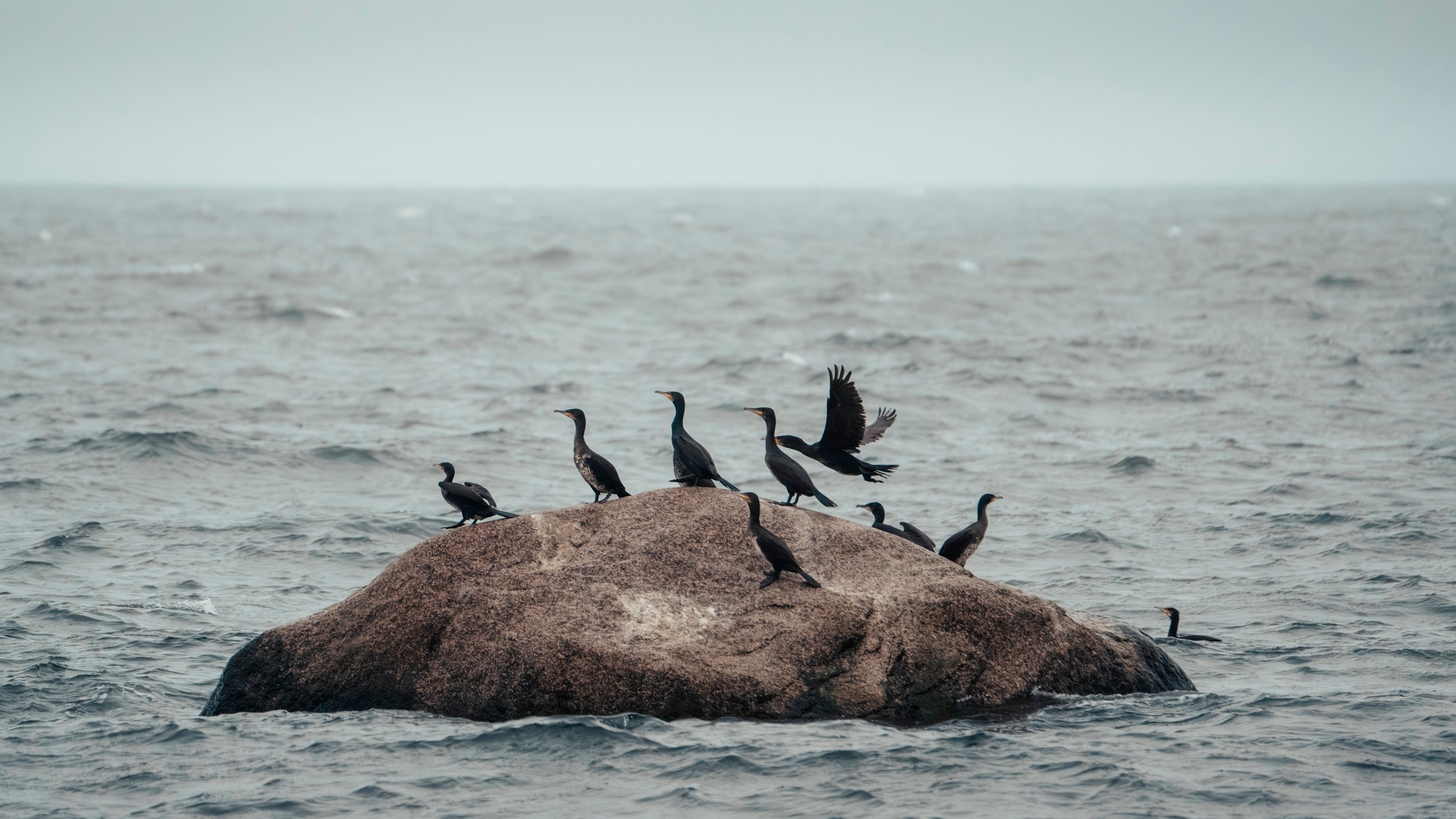 Cormorants Resting on a Coastal Rock · Free Stock Photo