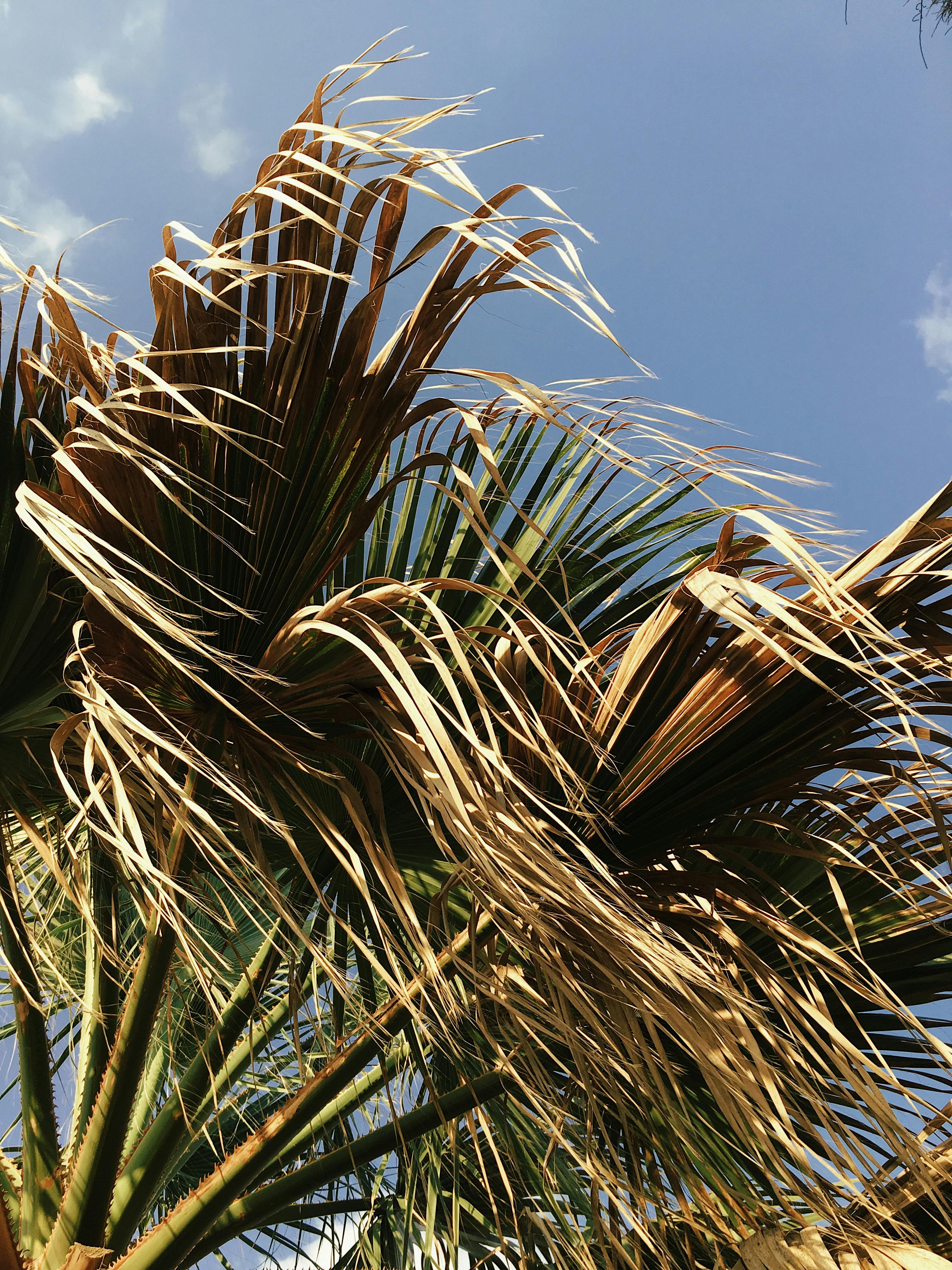 100,000+ Best Palm Tree Photos · 100% Free Download · Pexels Stock Photos