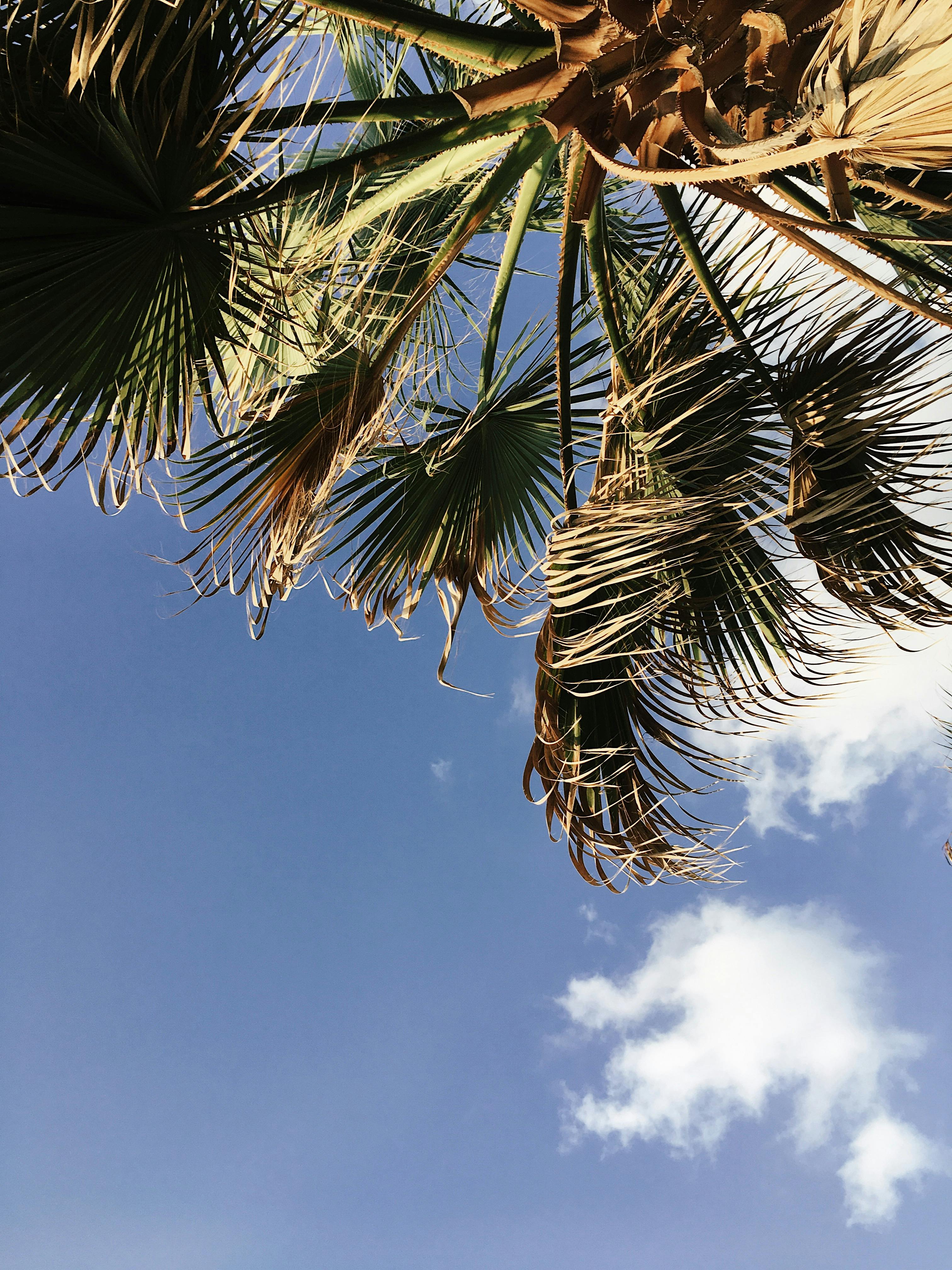 Green Palm Trees · Free Stock Photo
