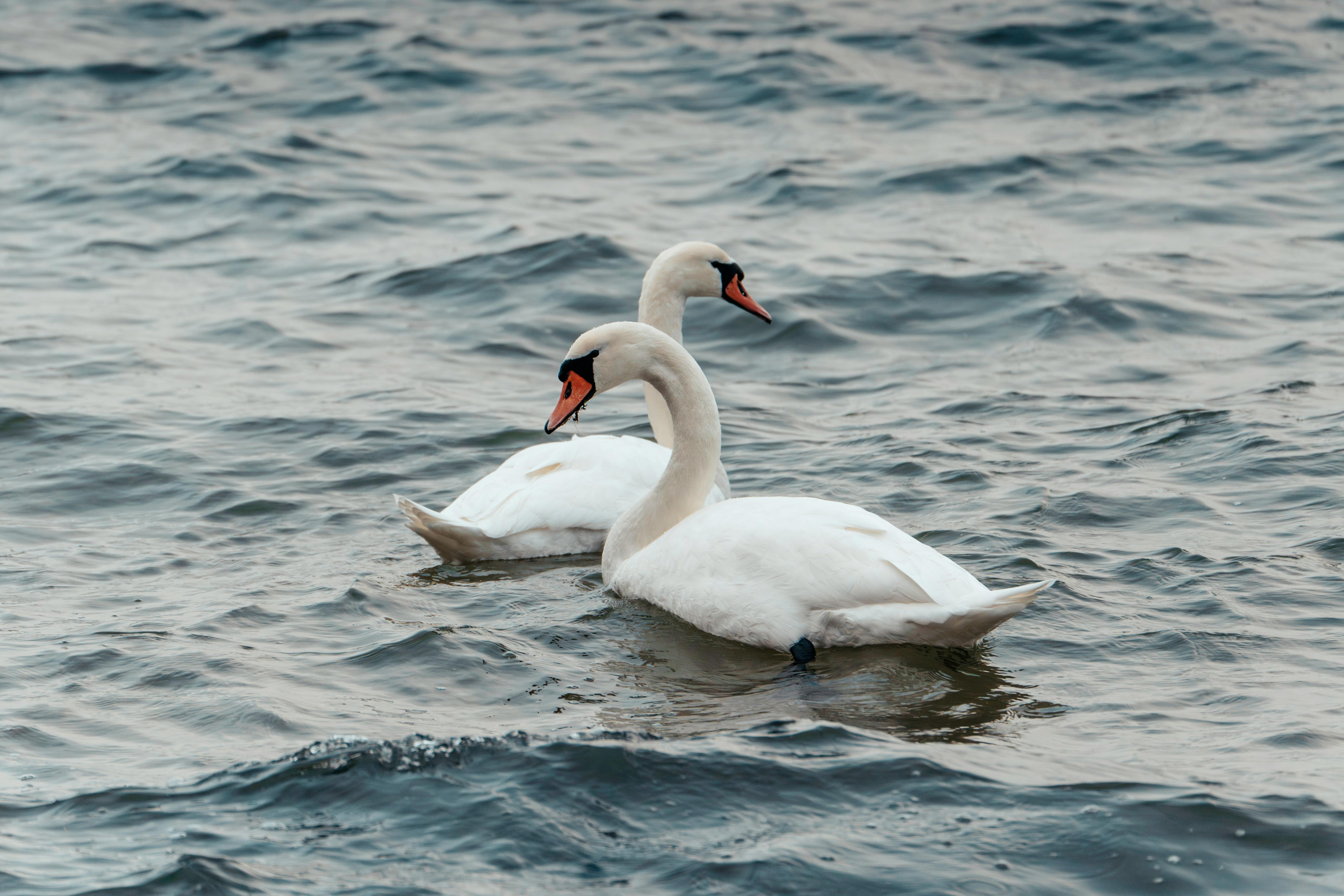 Swan Nine Photos, Download The BEST Free Swan Nine Stock Photos & HD Images