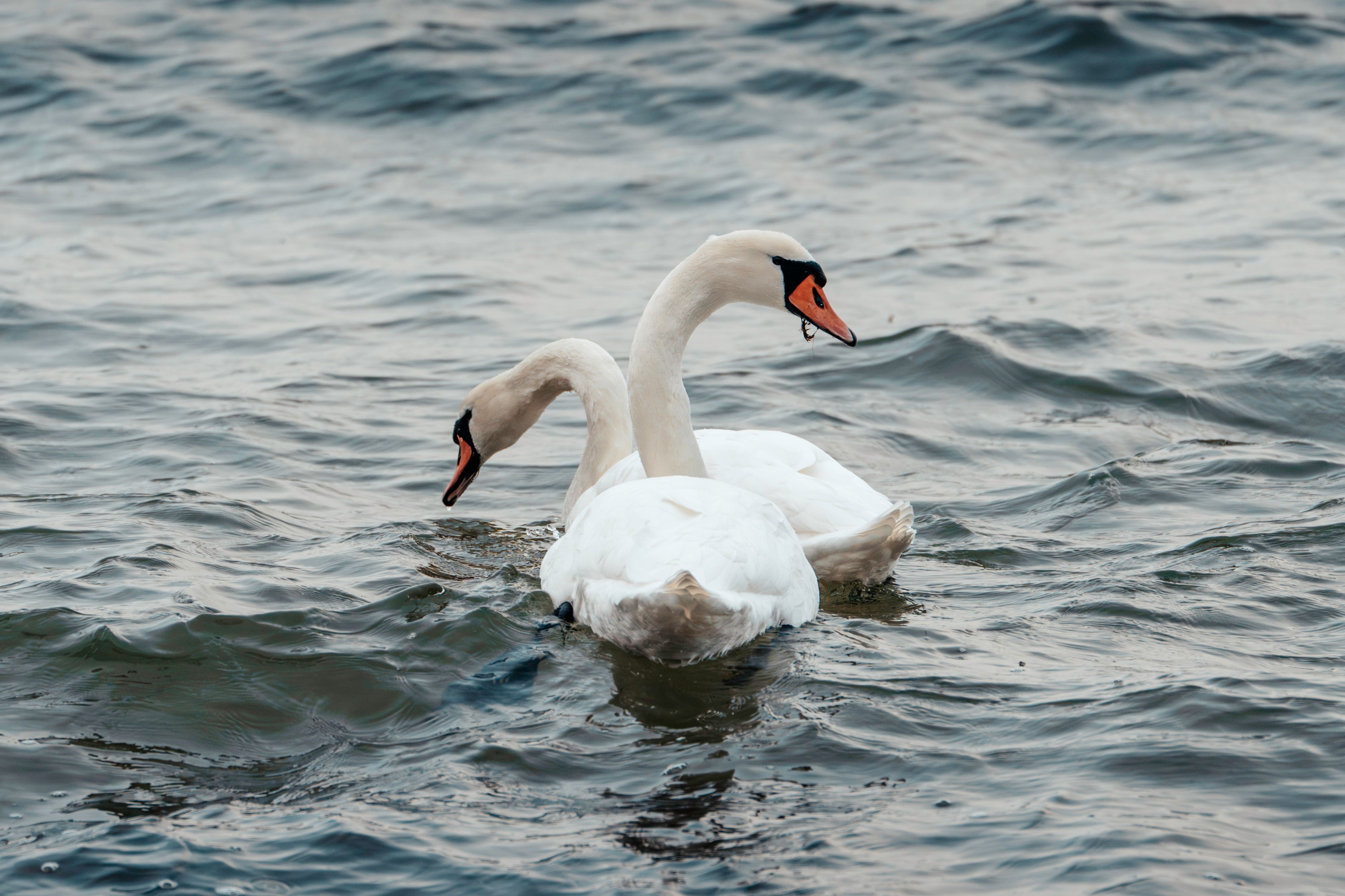Elegant Swans Gliding on Serene Waters · Free Stock Photo