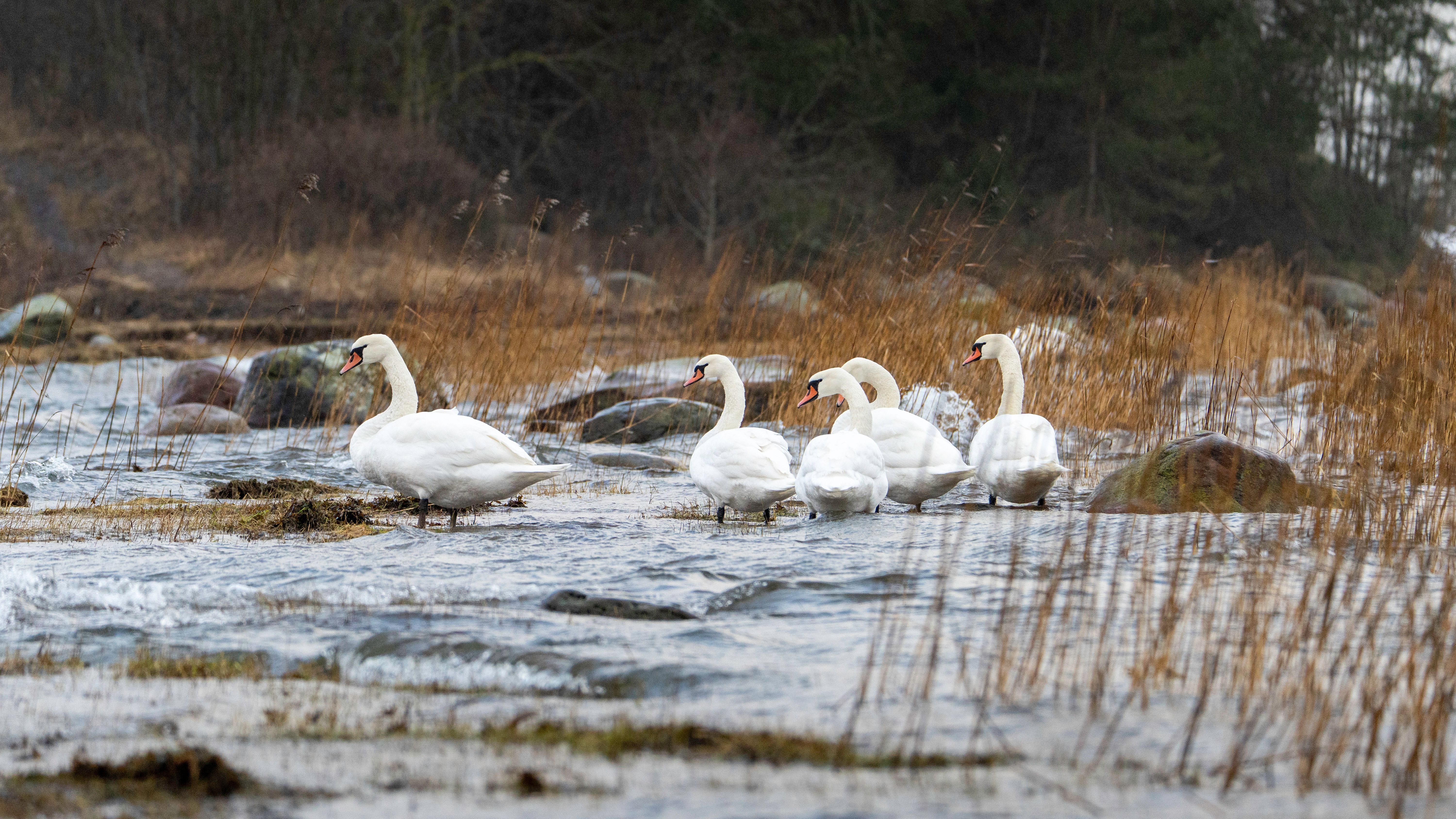 Elegant Swans in Tranquil River Landscape · Free Stock Photo