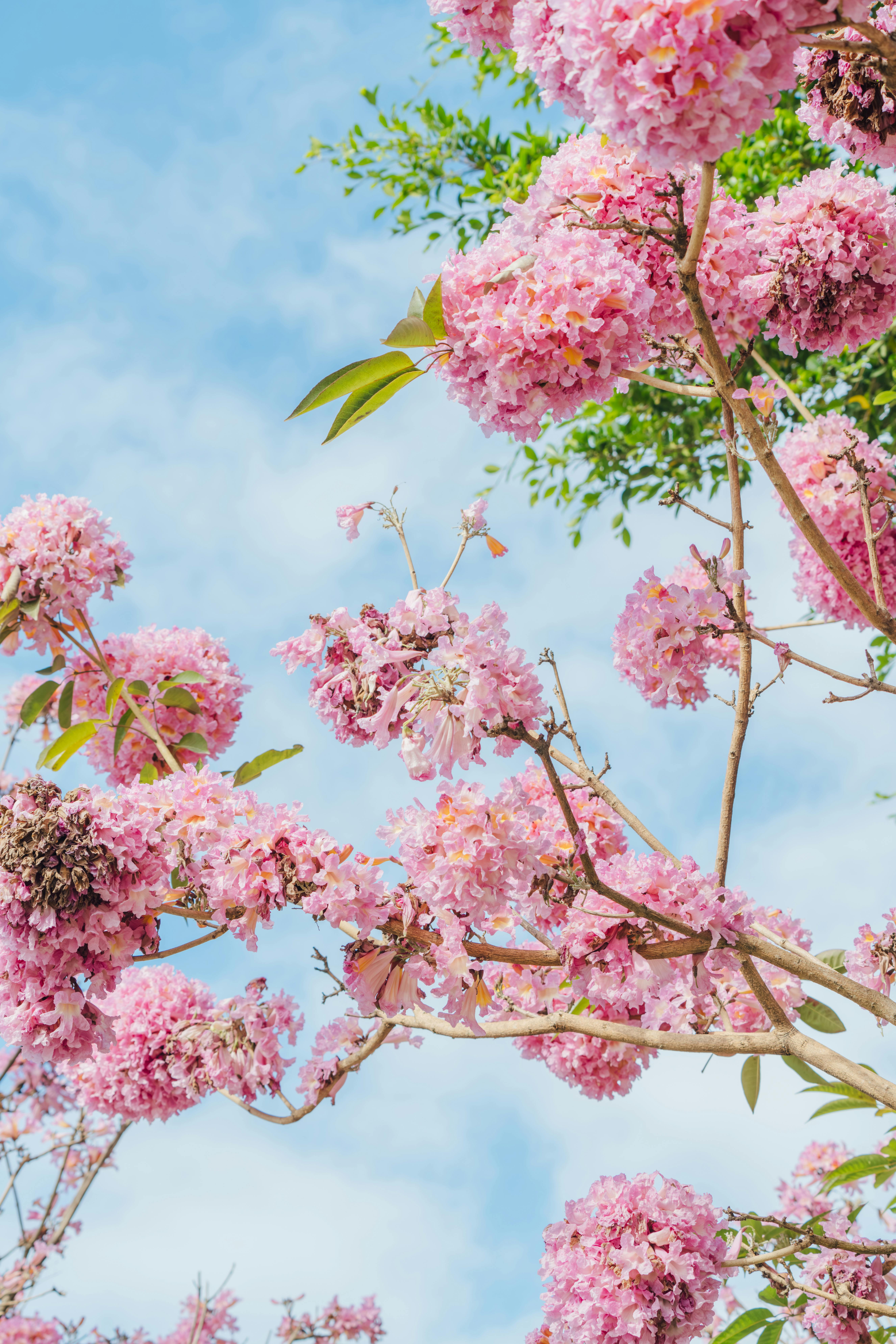 Flowers Petal Photos, Download The BEST Free Flowers Petal Stock Photos ...