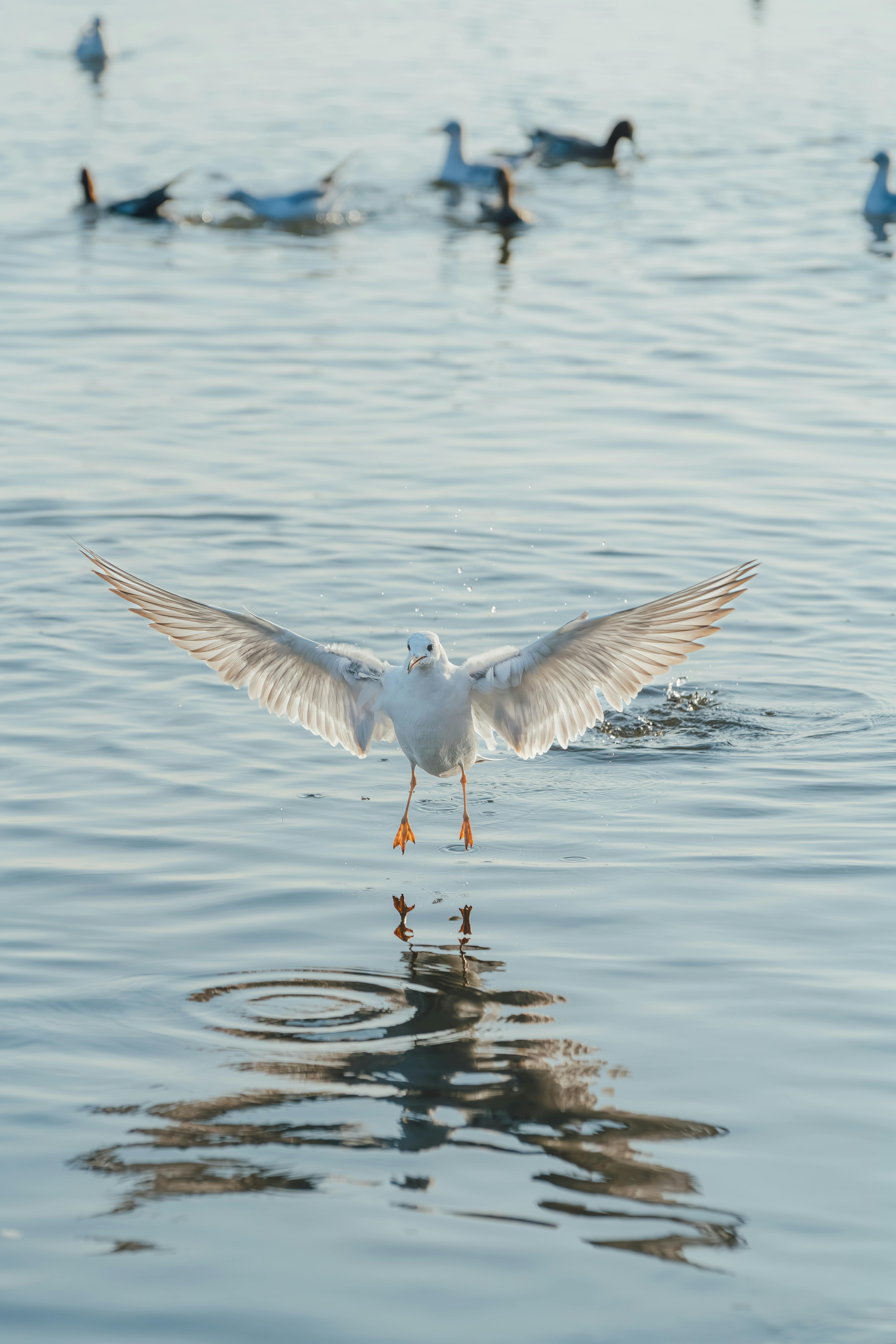 Flying Shore Photos, Download The BEST Free Flying Shore Stock Photos ...