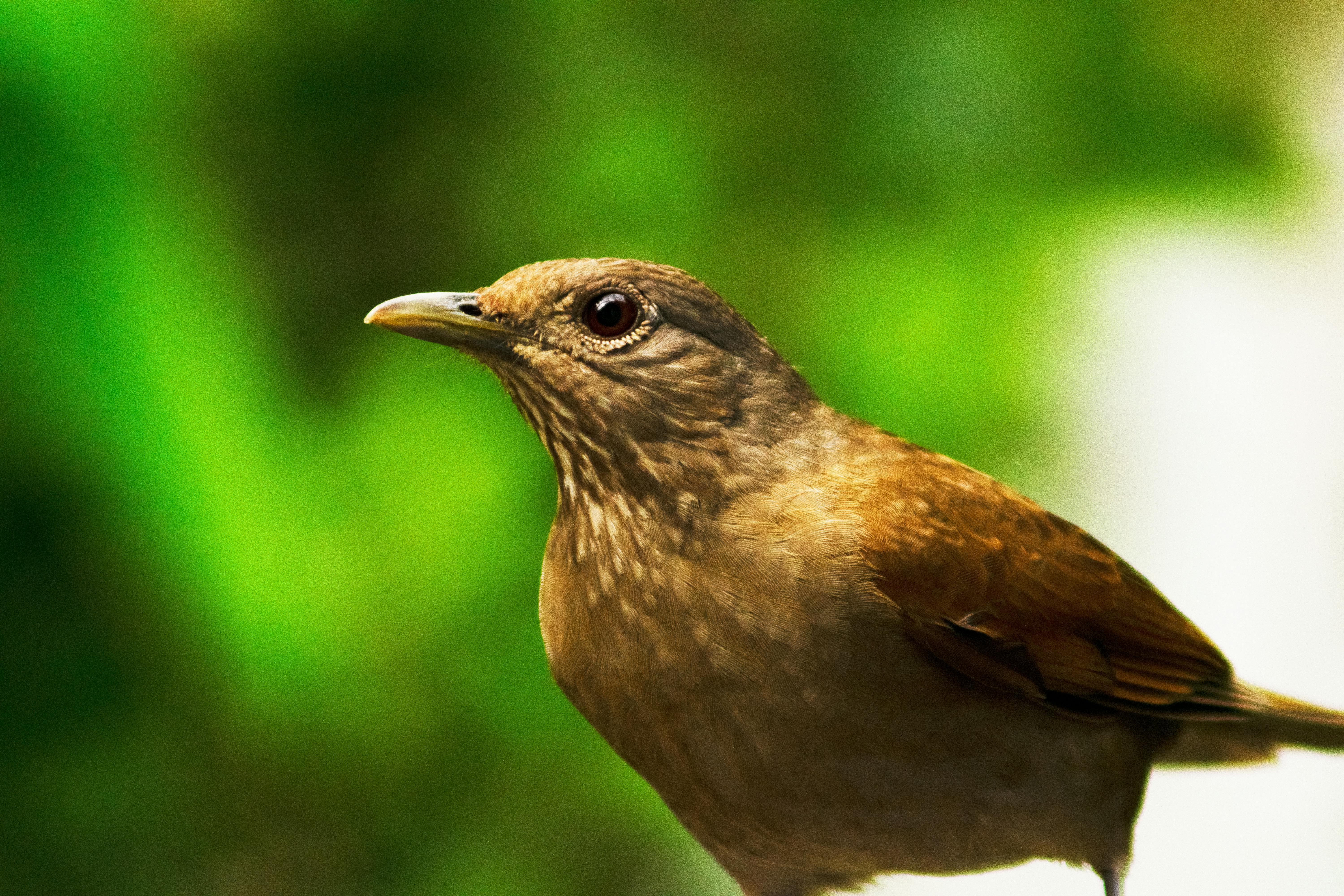 Detailed Close-Up of a Rufous-Bellied Thrush · Free Stock Photo
