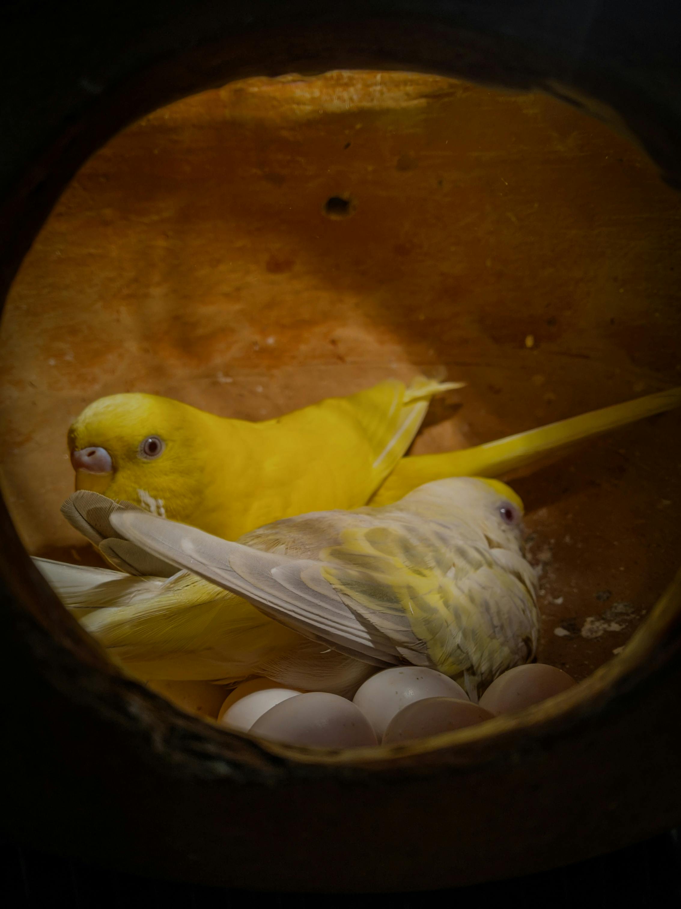 Parakeets Nesting with Eggs in Wooden Nest Box · Free Stock Photo