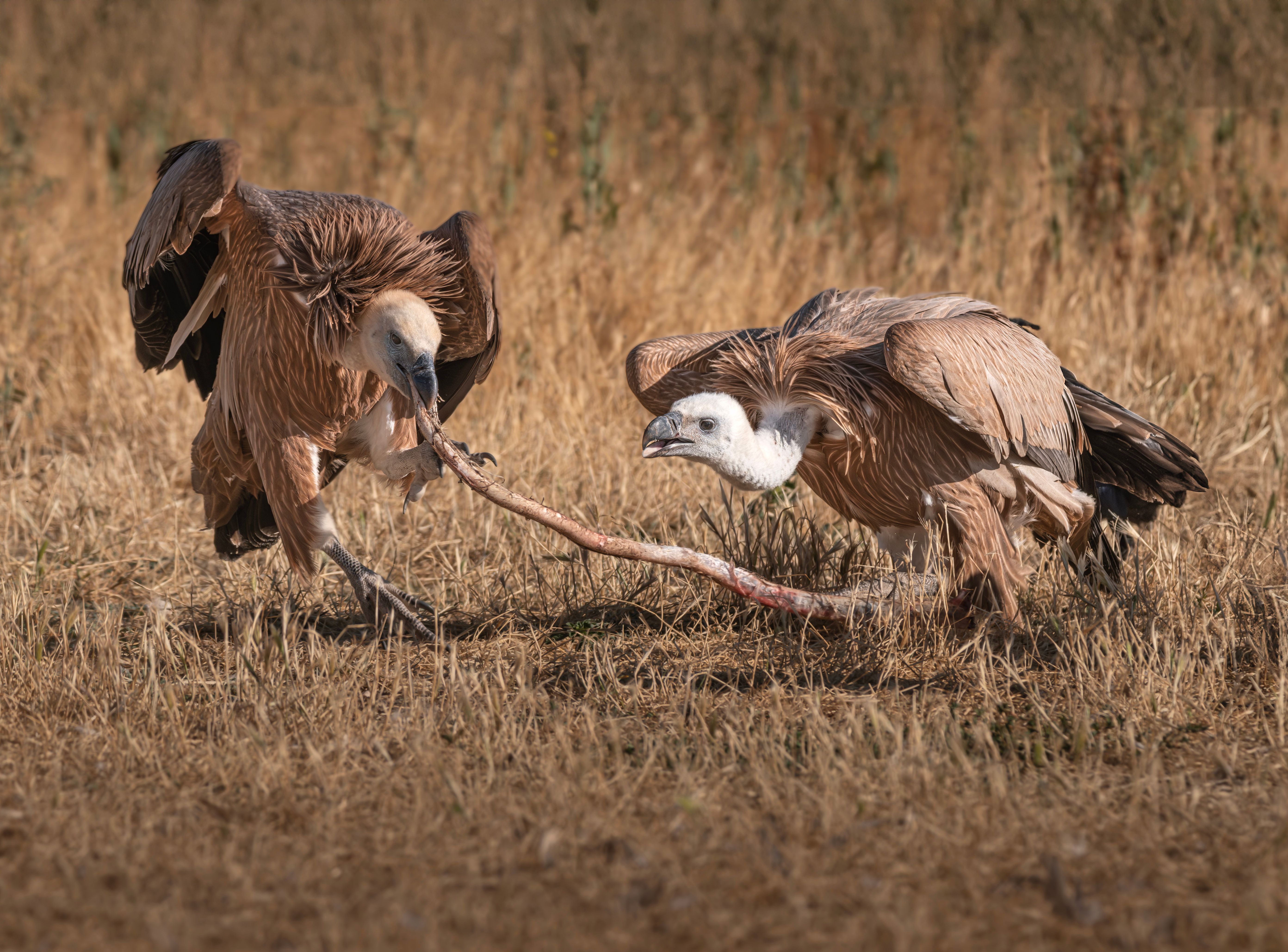 Vulture Scream Photos, Download The BEST Free Vulture Scream Stock ...