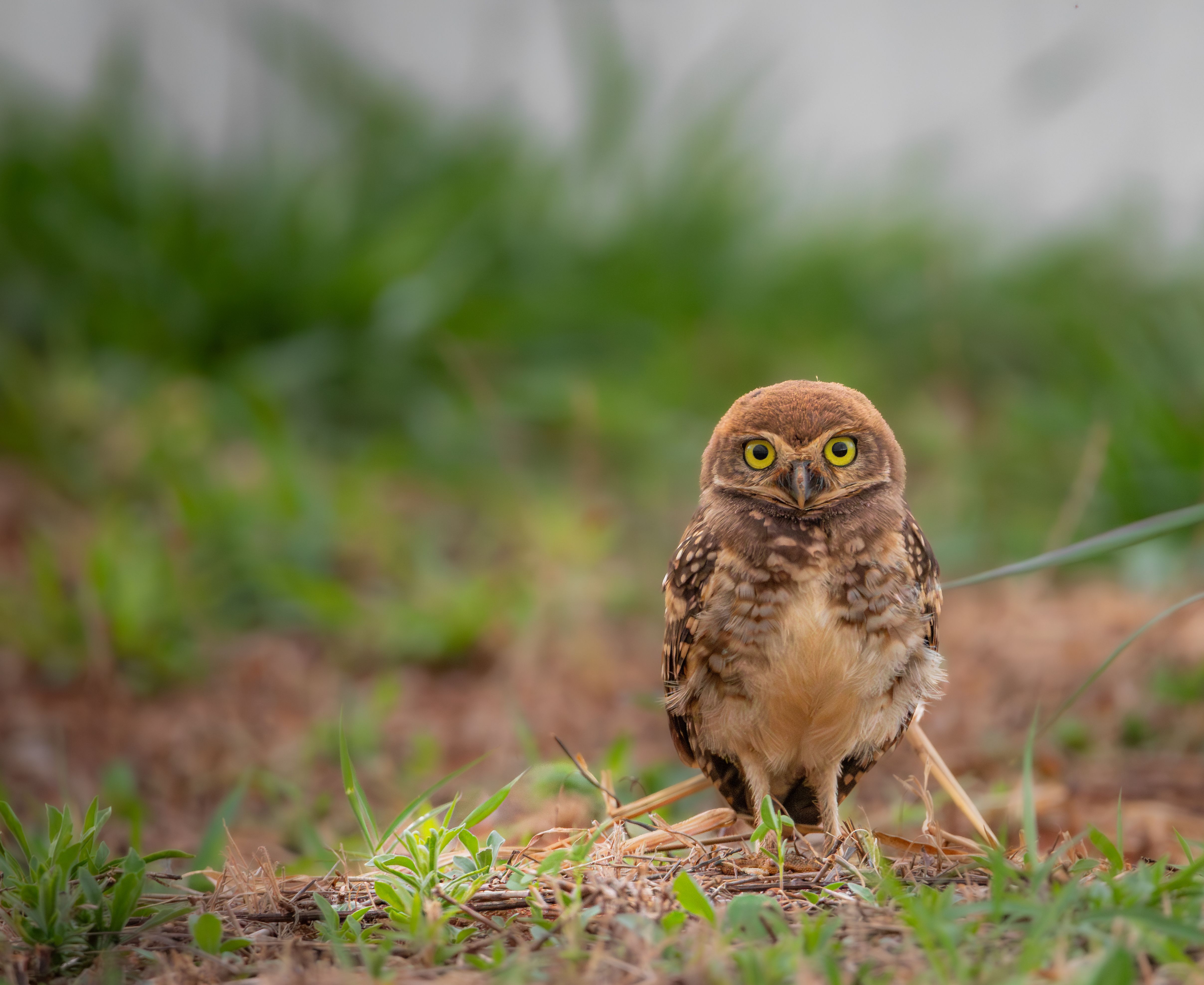 70.000+ melhores imagens de Rudraksha Mooshak Bird · Download 100% ...