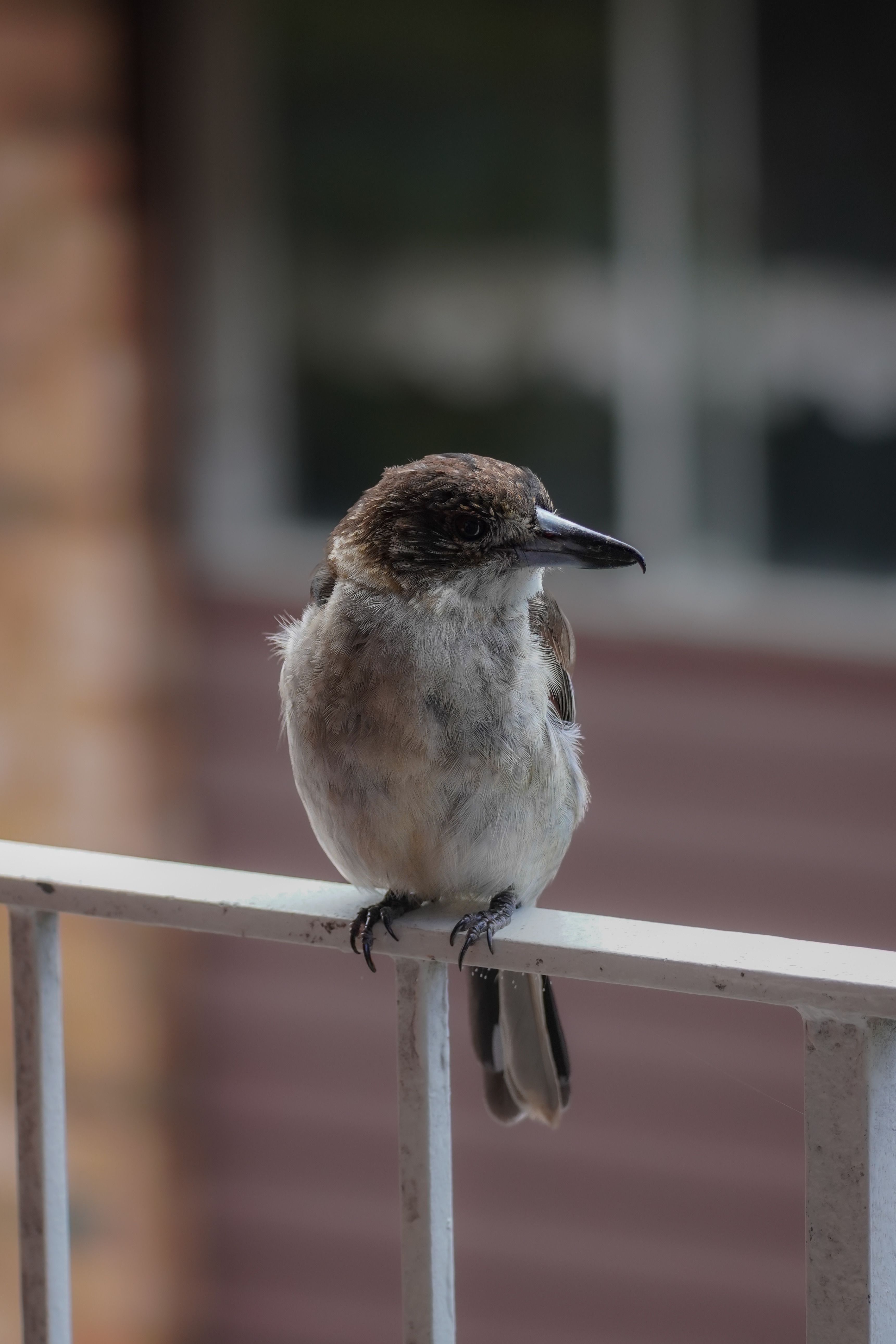 Close-up of Bird Perched on a Rail Outdoors · Free Stock Photo