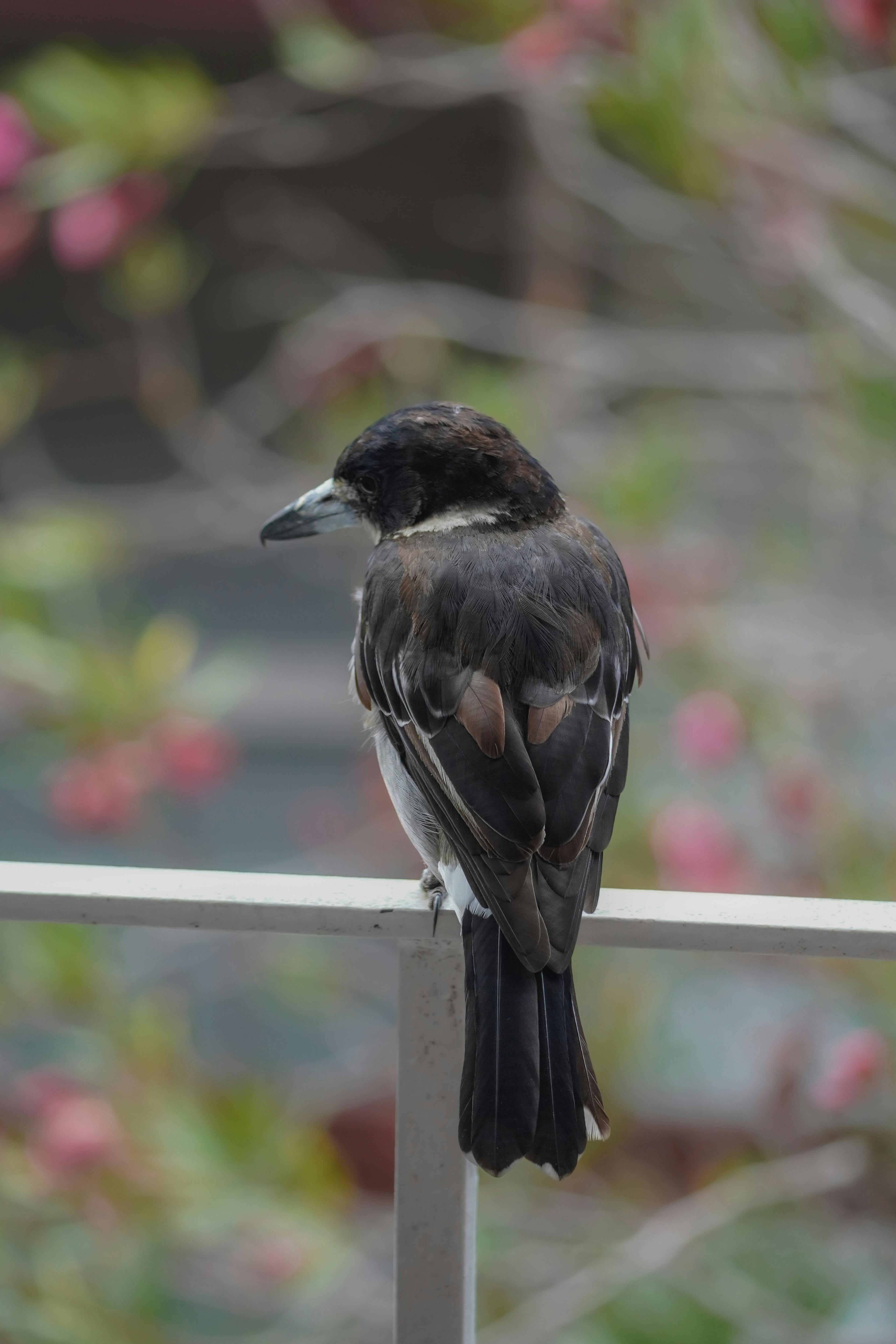 Pink Watches Photos, Download The BEST Free Pink Watches Stock Photos ...