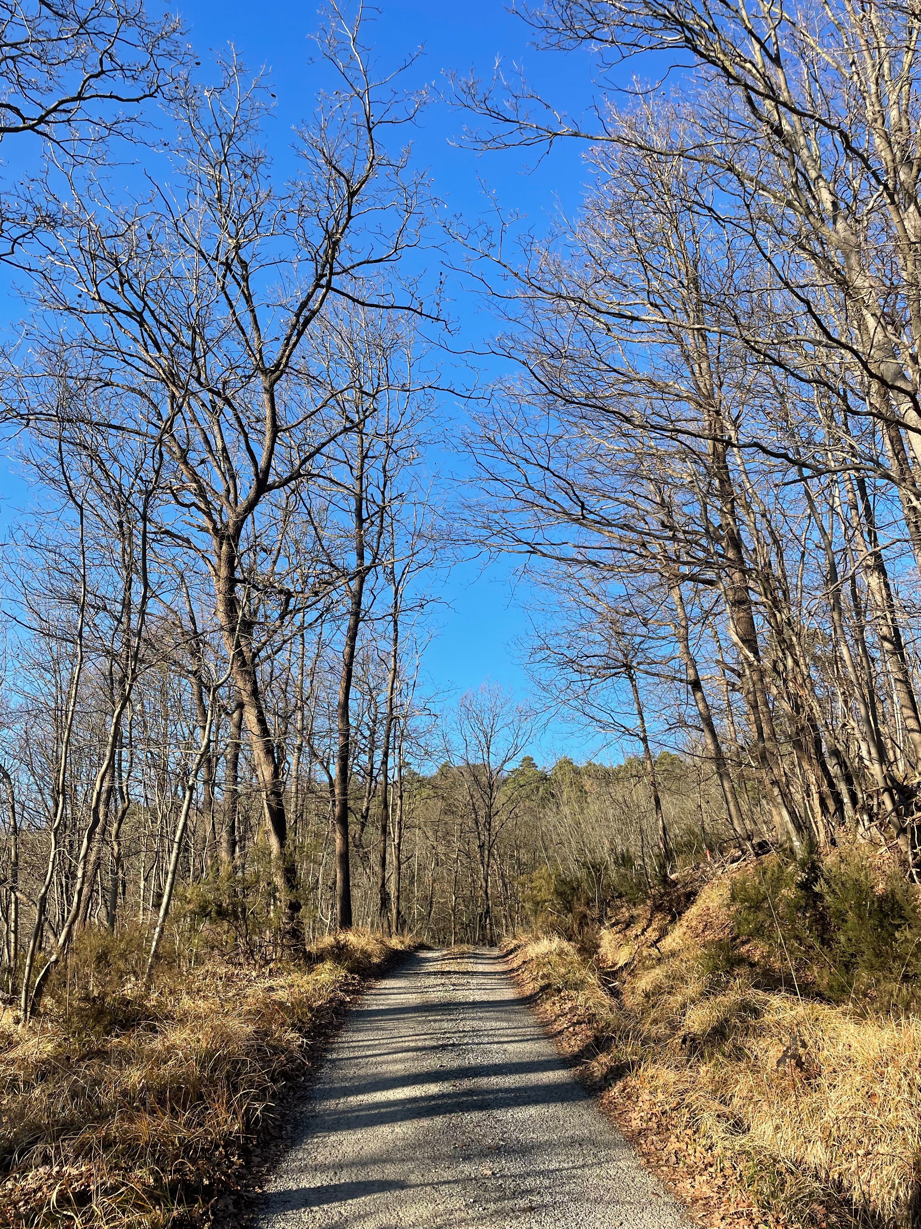 Scenic Forest Path in Giusvalla, Liguria · Free Stock Photo