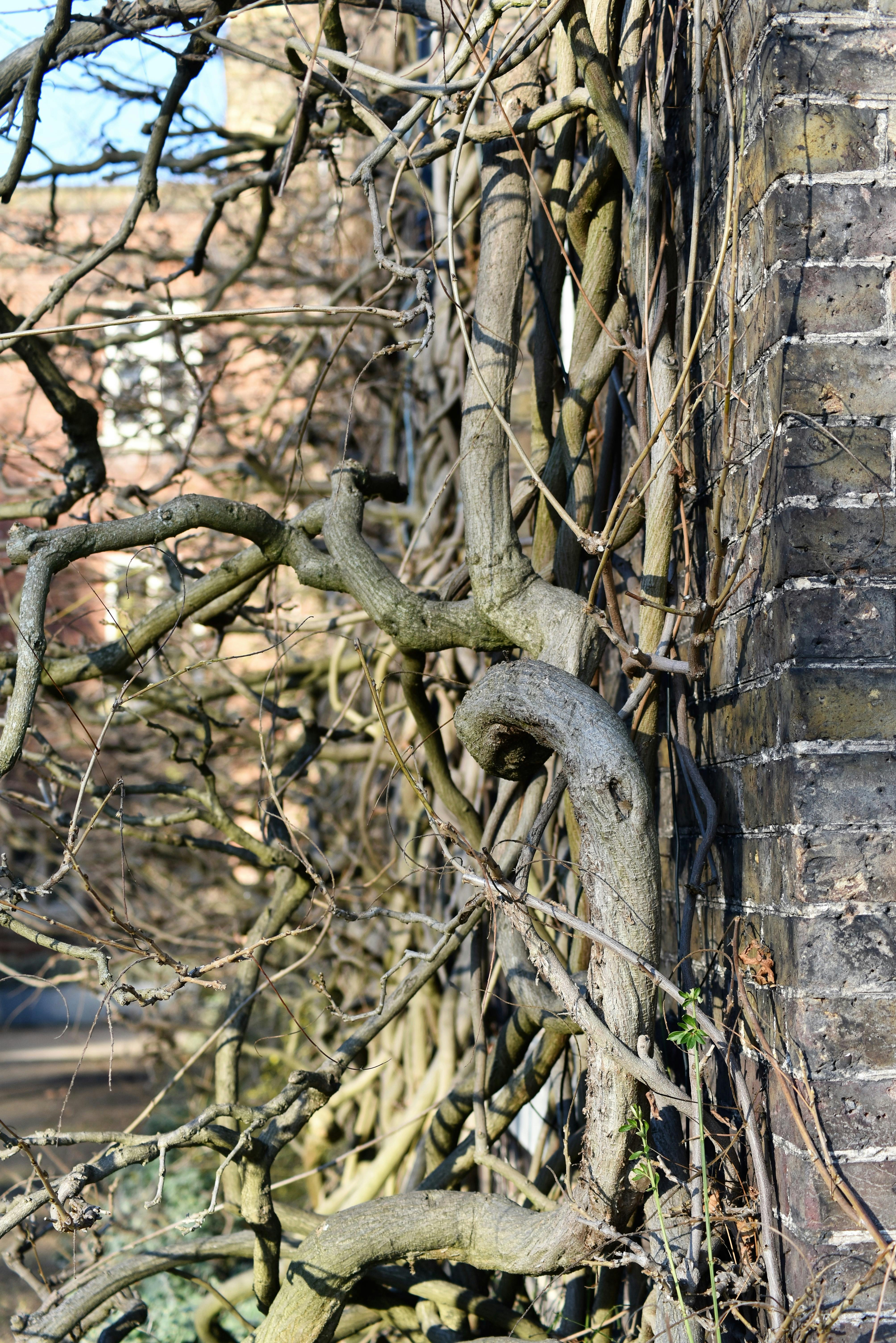 Free stock photo of tangled, tree