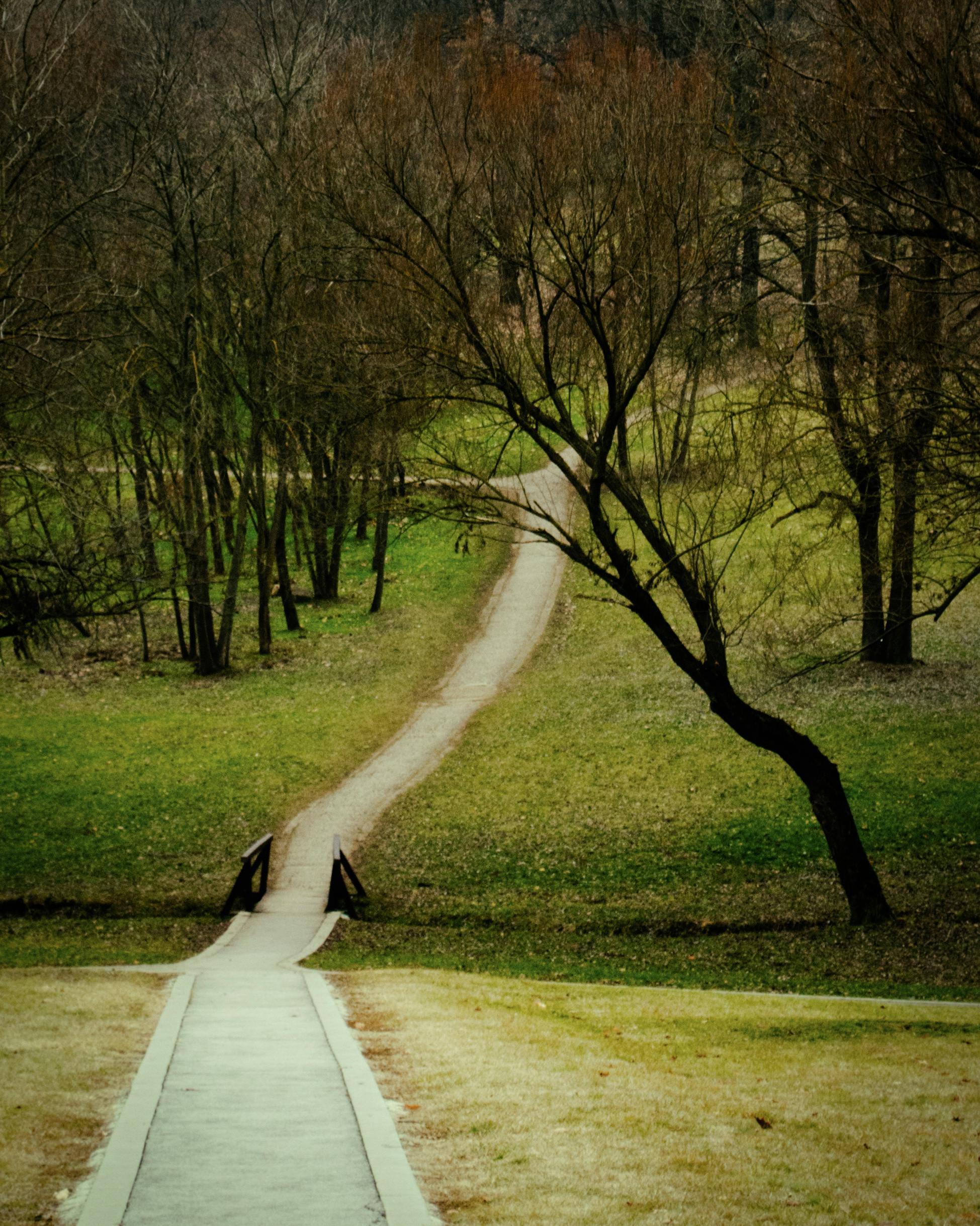 Serene Path Through Forest in Serbia Springtime · Free Stock Photo
