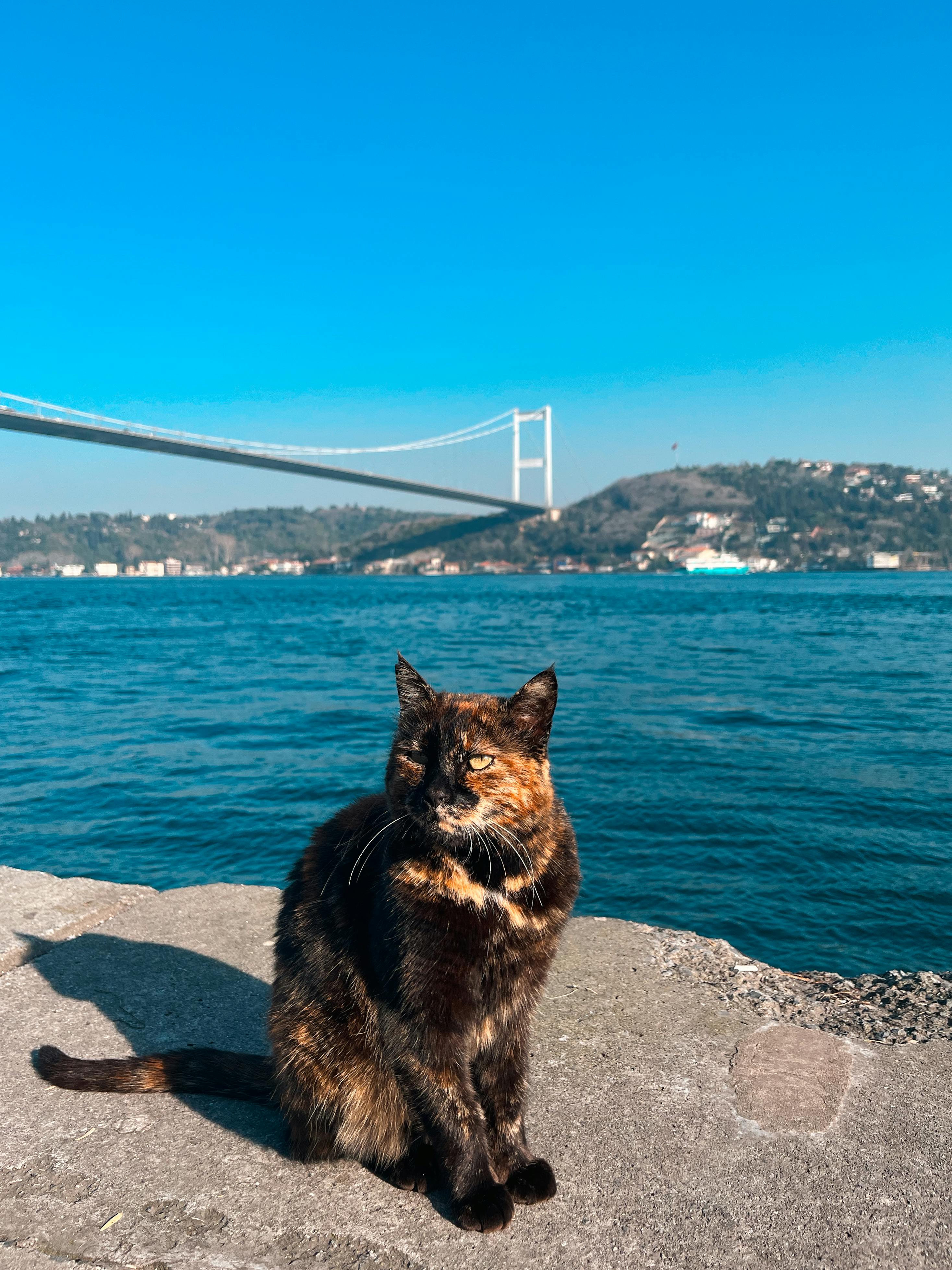 Cat Marin Photos, Download The BEST Free Cat Marin Stock Photos & HD Images