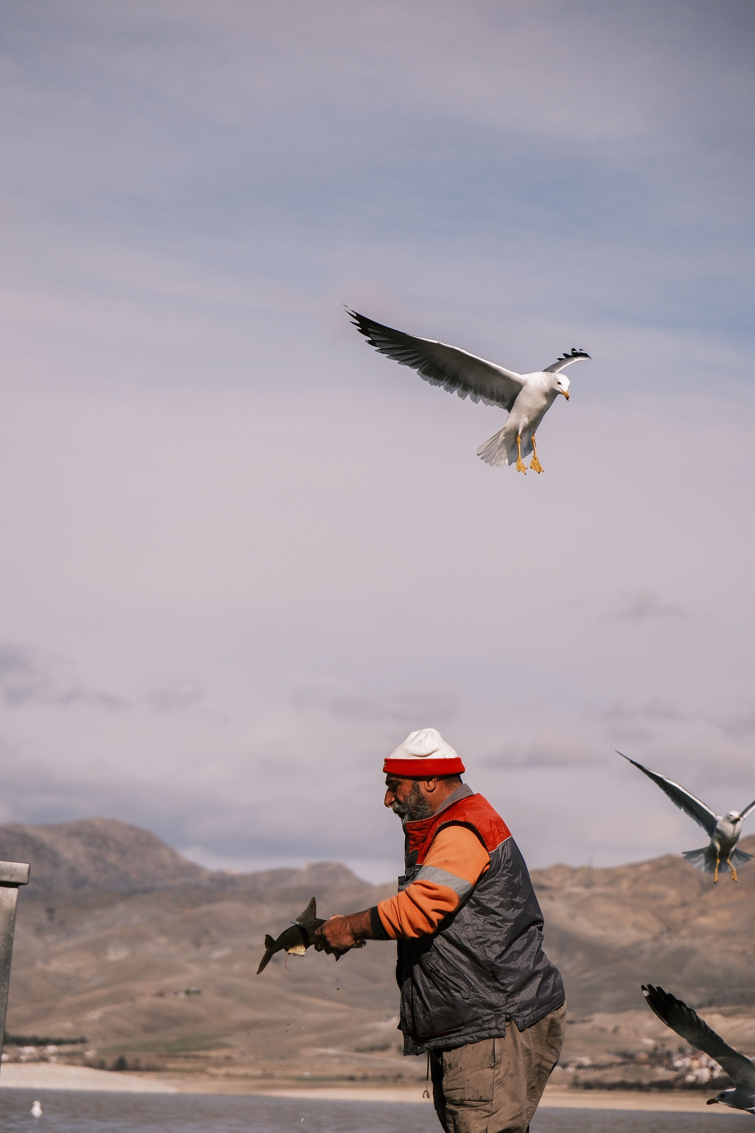 Street Photography of People and Seagull Interaction · Free Stock Photo