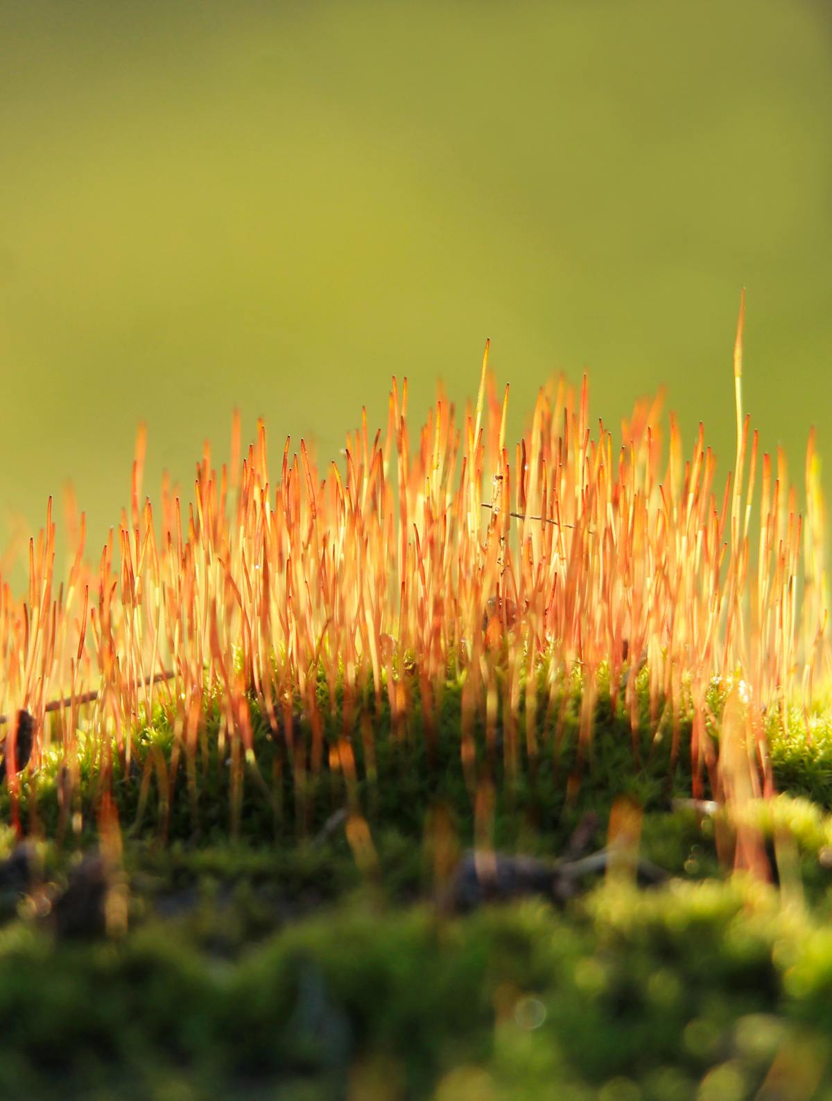 Background Without Blur Photos, Download The BEST Free Background ...