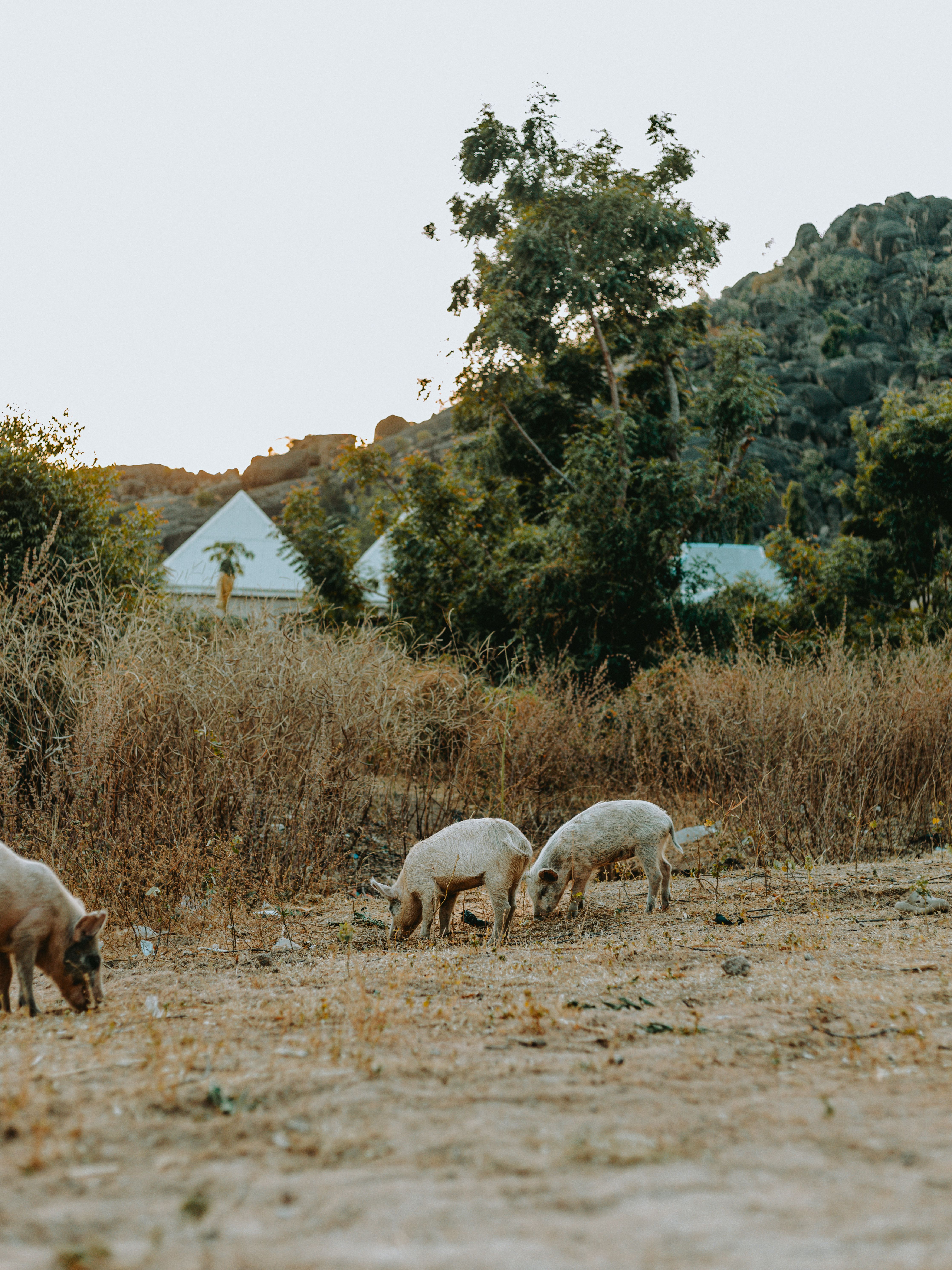 Pigs Grazing Near Rustic Cottages in Countryside · Free Stock Photo