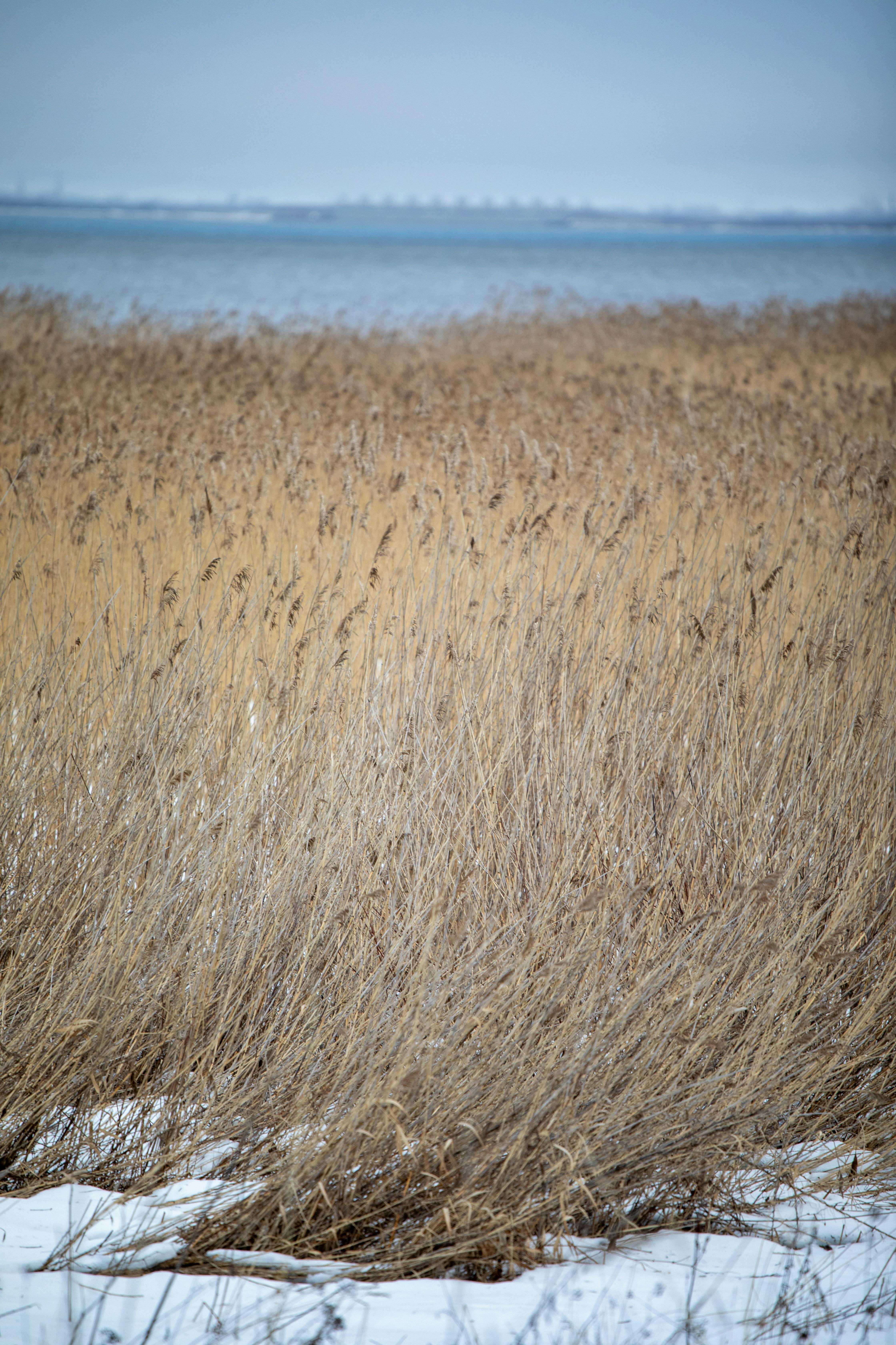 Tranquil Winter Lakeside with Tall Reeds · Free Stock Photo