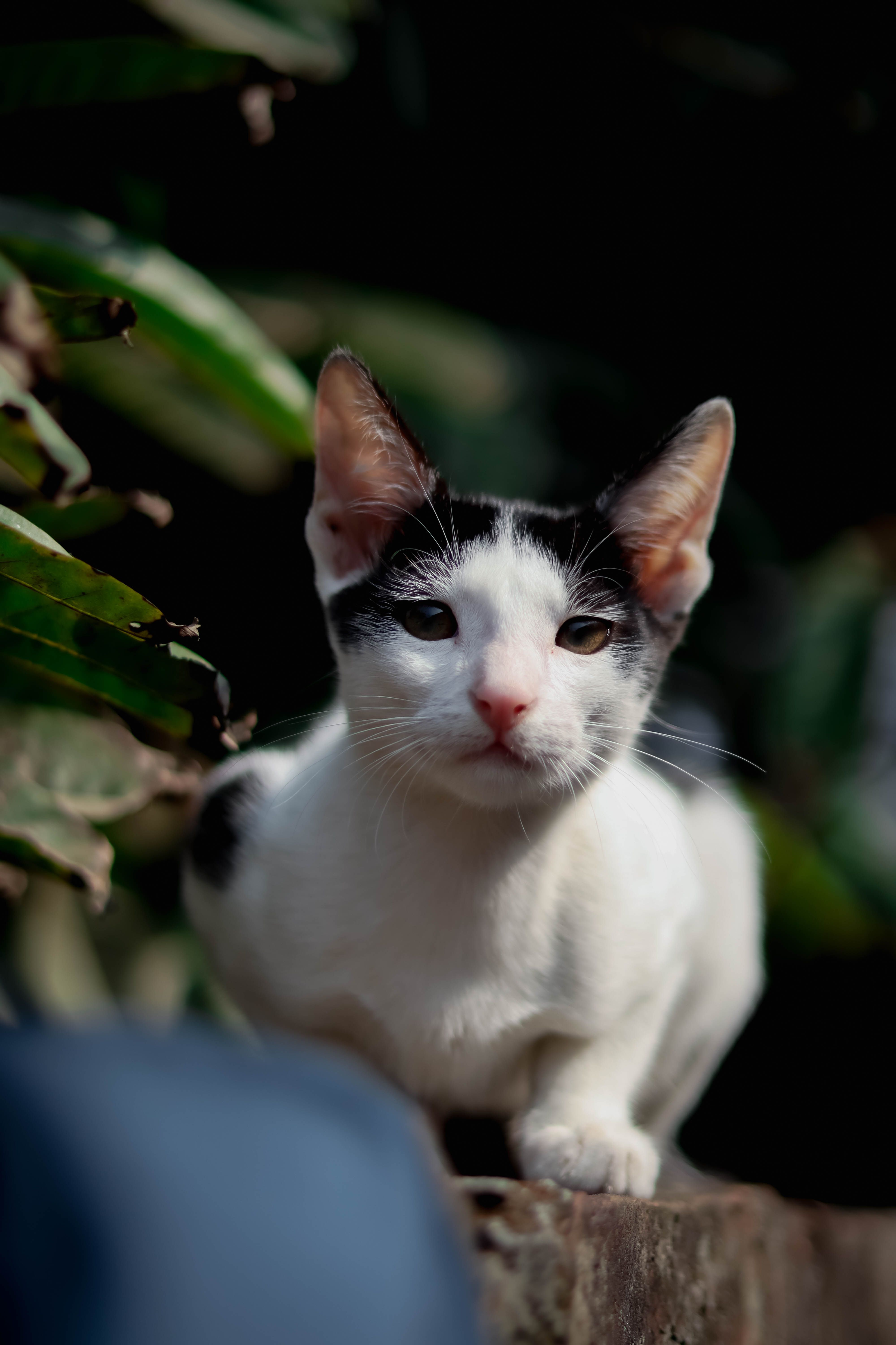 Silly Cat Photos, Download The BEST Free Silly Cat Stock Photos & HD Images