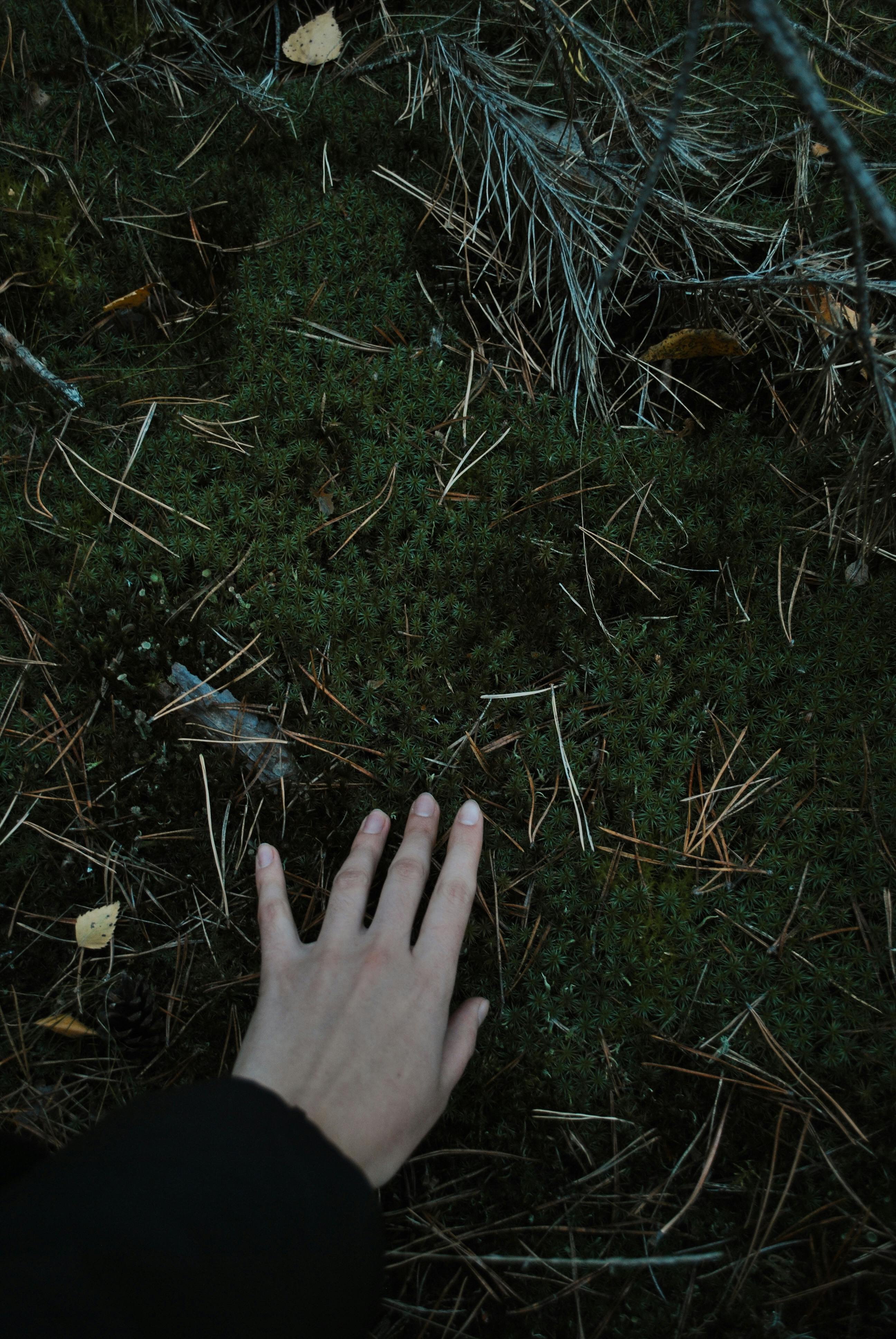 Hand Touching Moss in a Forest Setting · Free Stock Photo