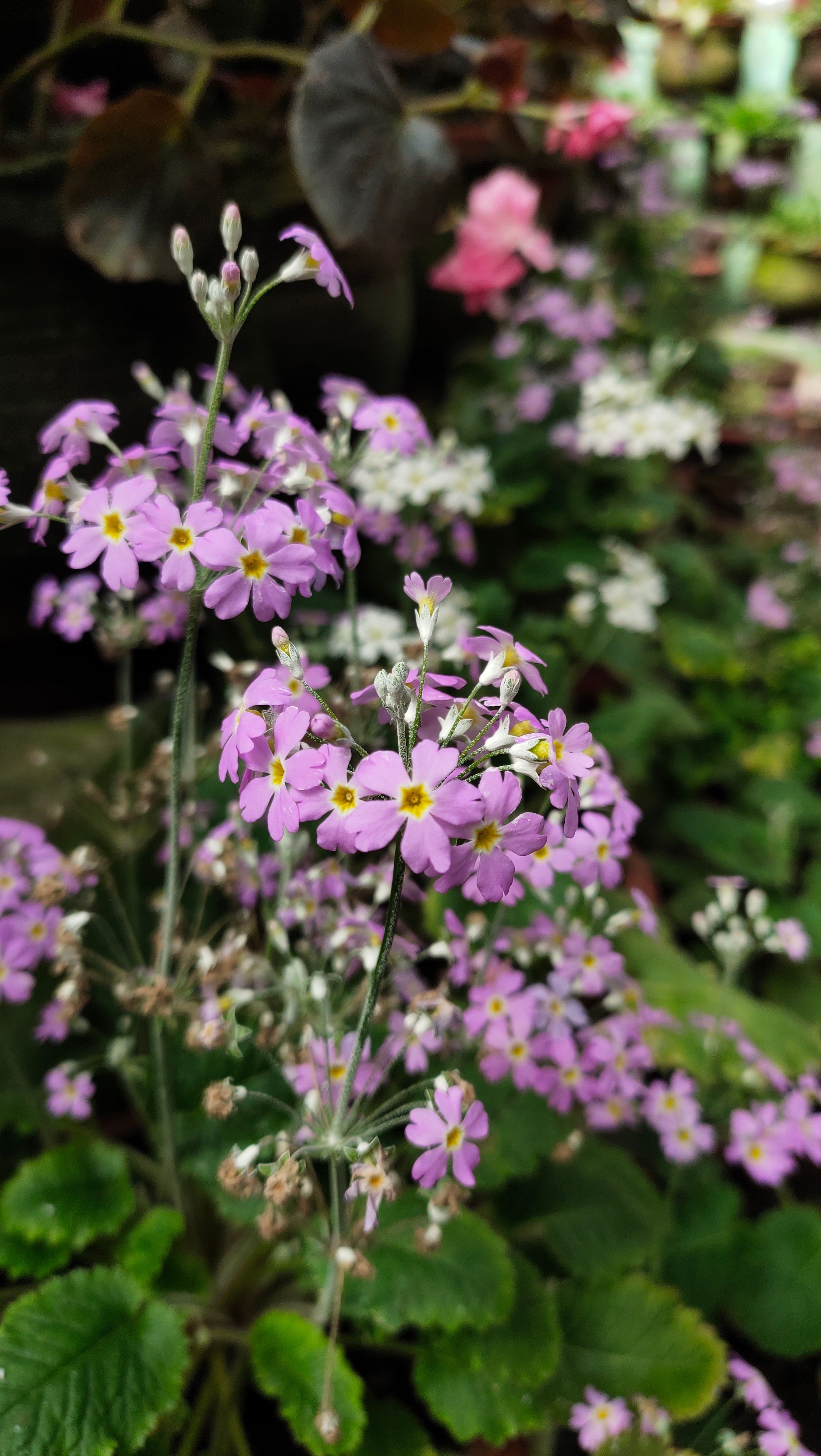 Close-up of Pink Primula Flowers in Bloom · Free Stock Photo