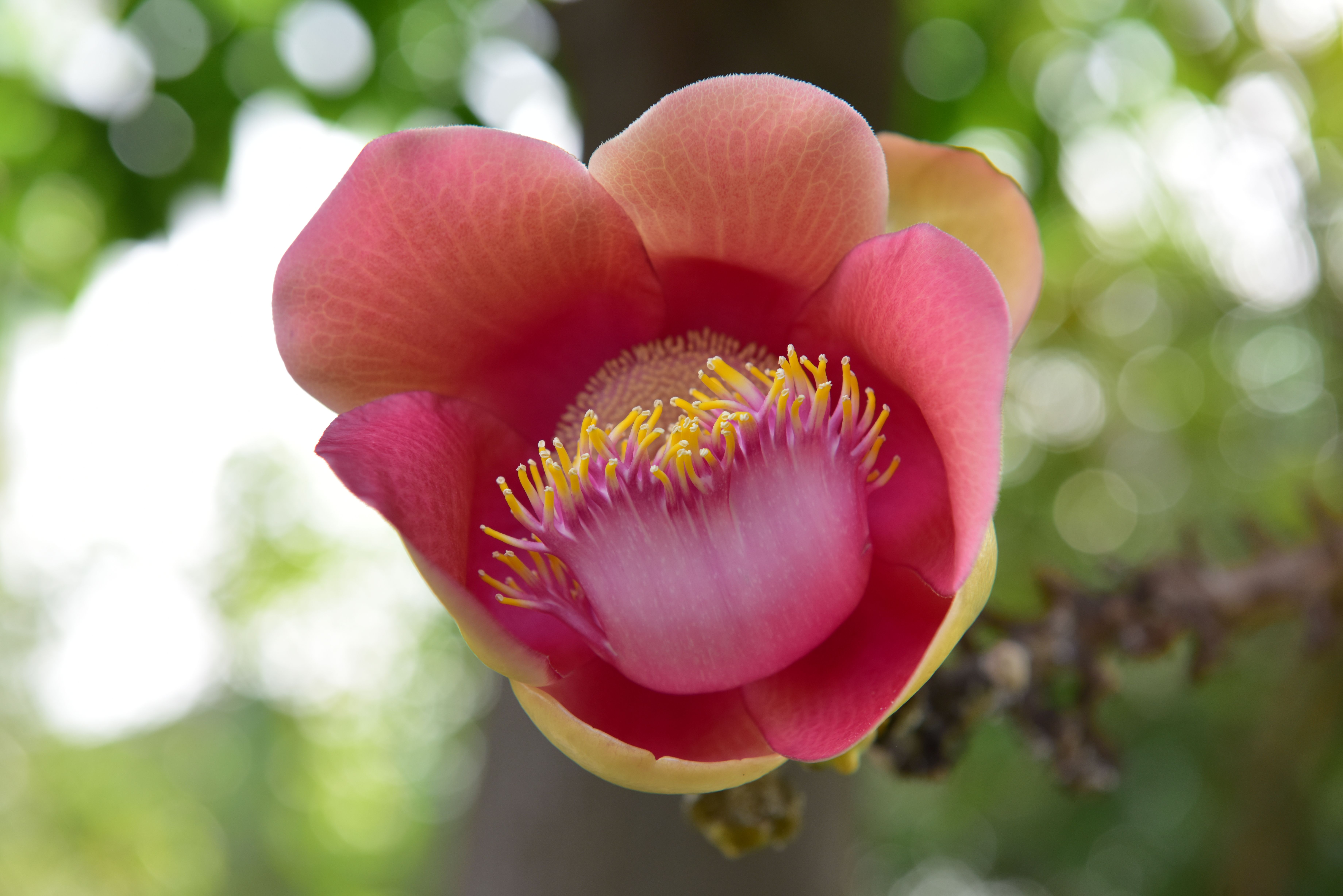 Stunning Close-up of Cannonball Tree Flower · Free Stock Photo