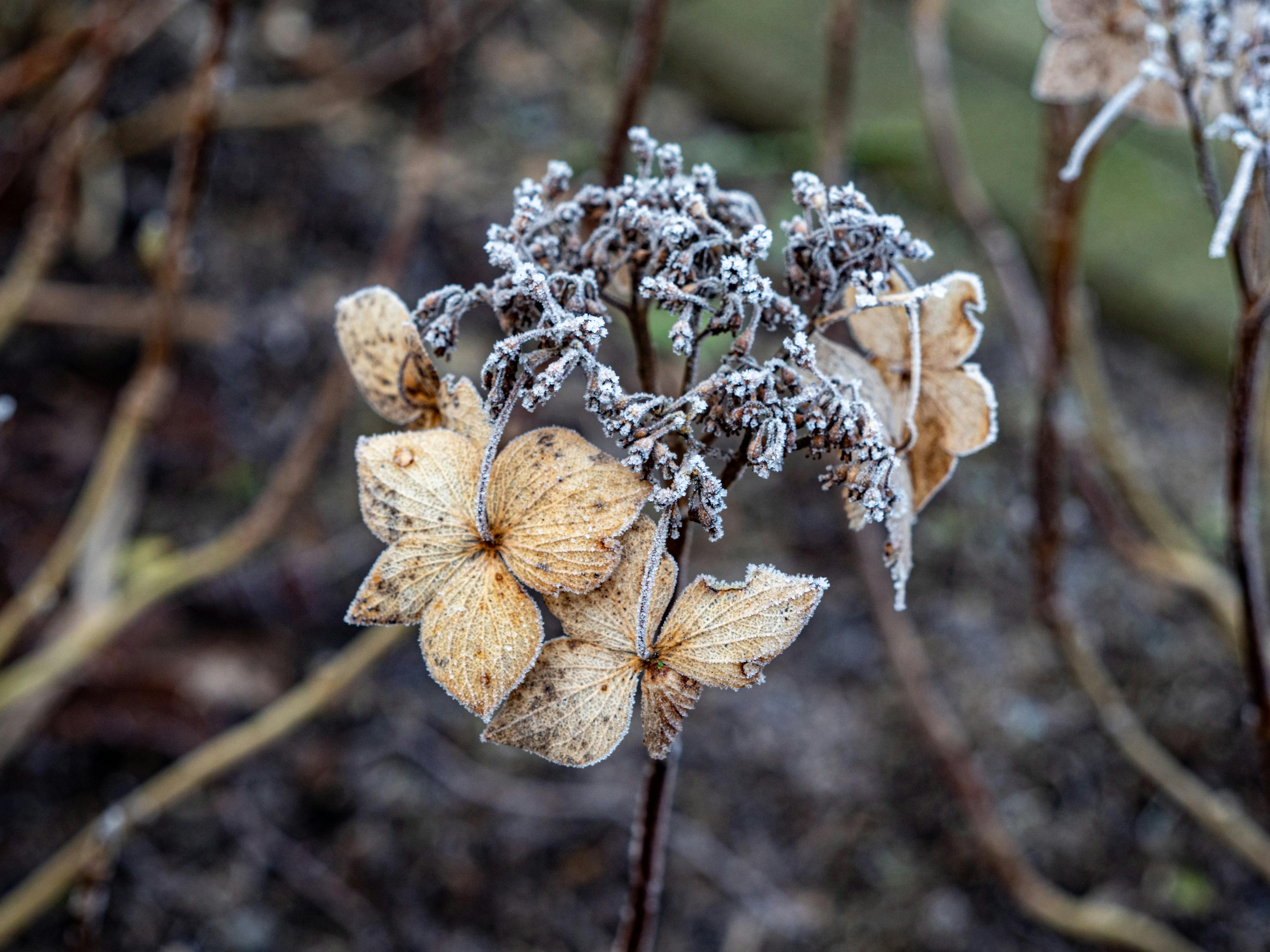 Frost-covered dried hydrangea in winter garden · Free Stock Photo