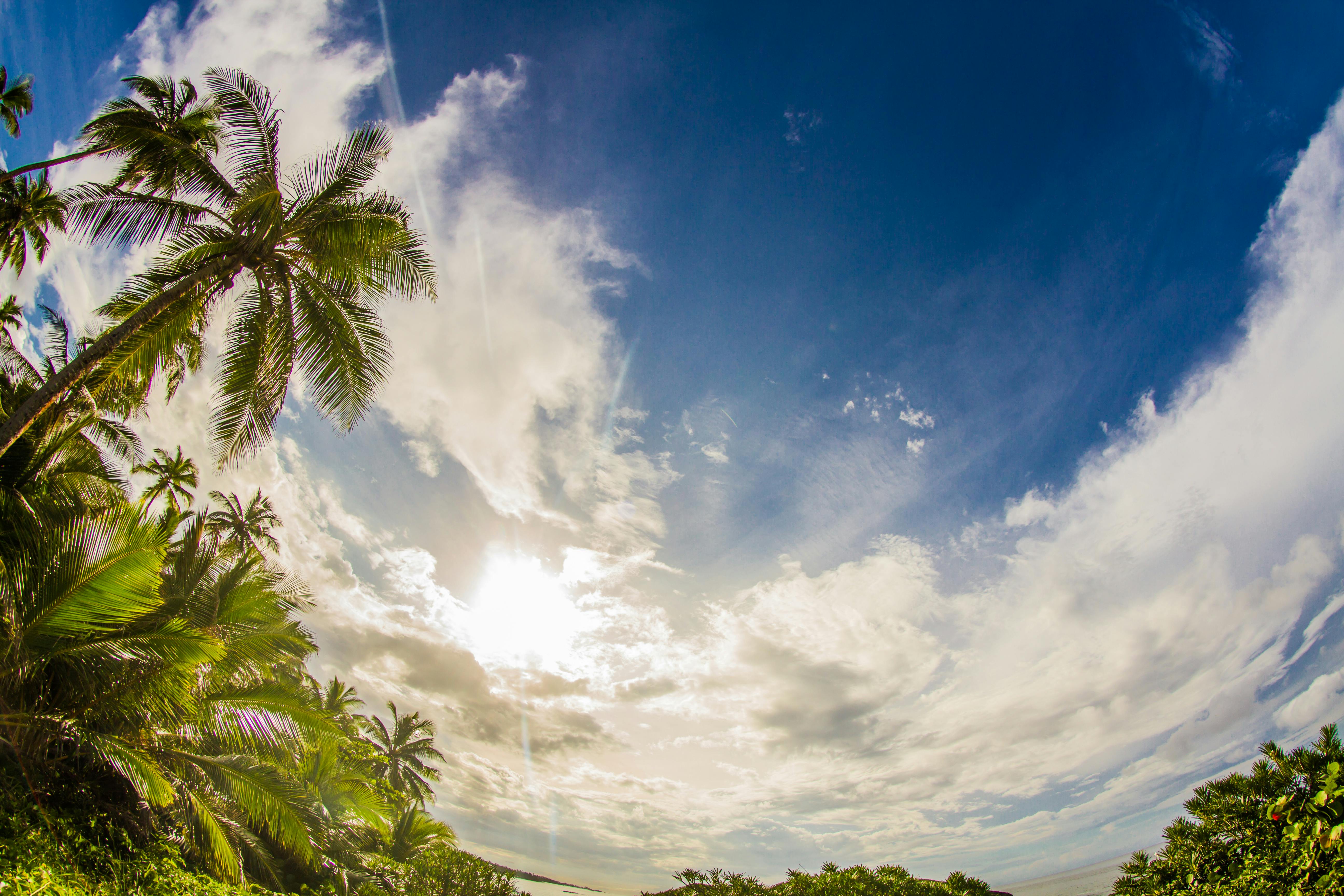 Palm Tree · Free Stock Photo