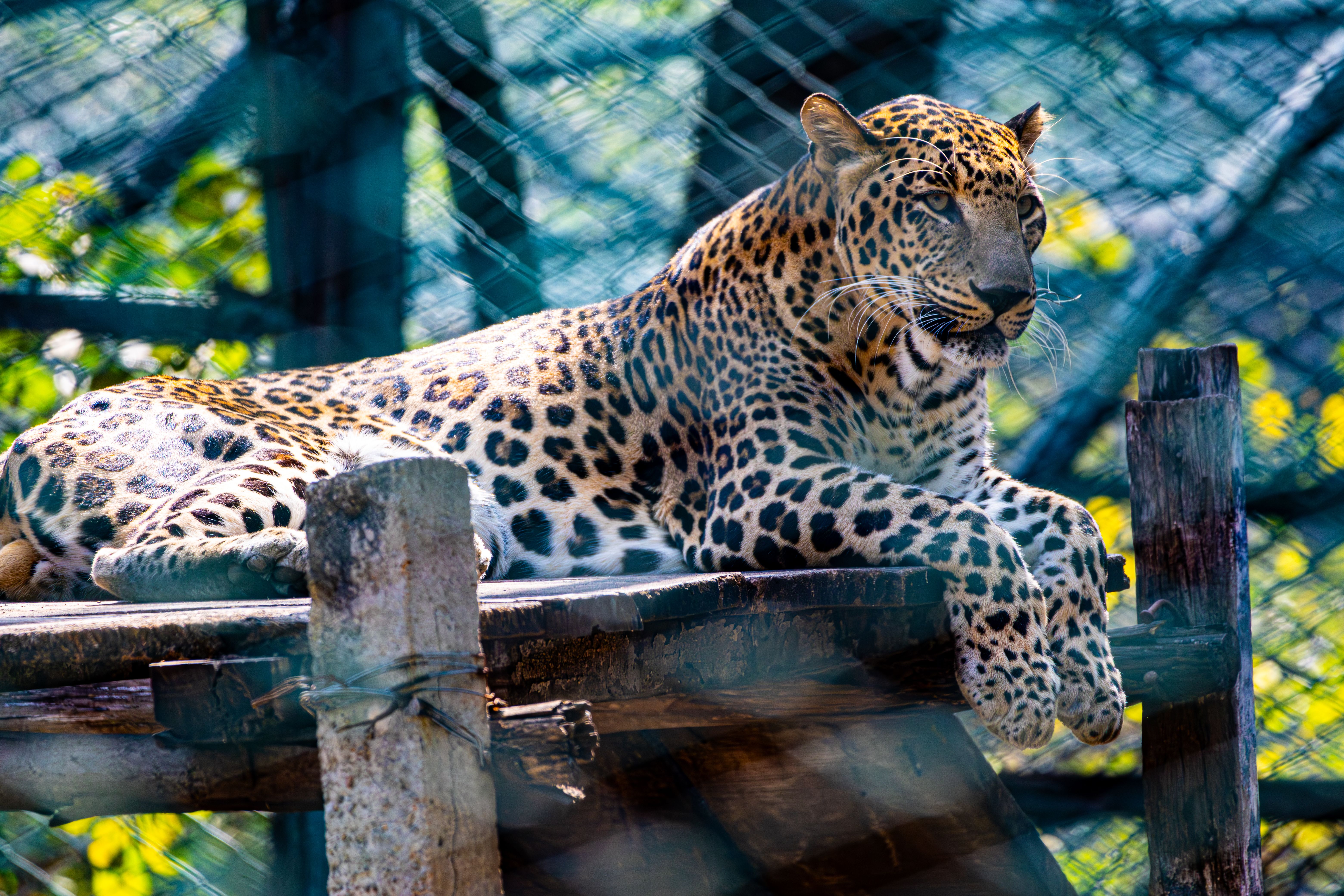 Photo of Leopard Inside the Cage · Free Stock Photo