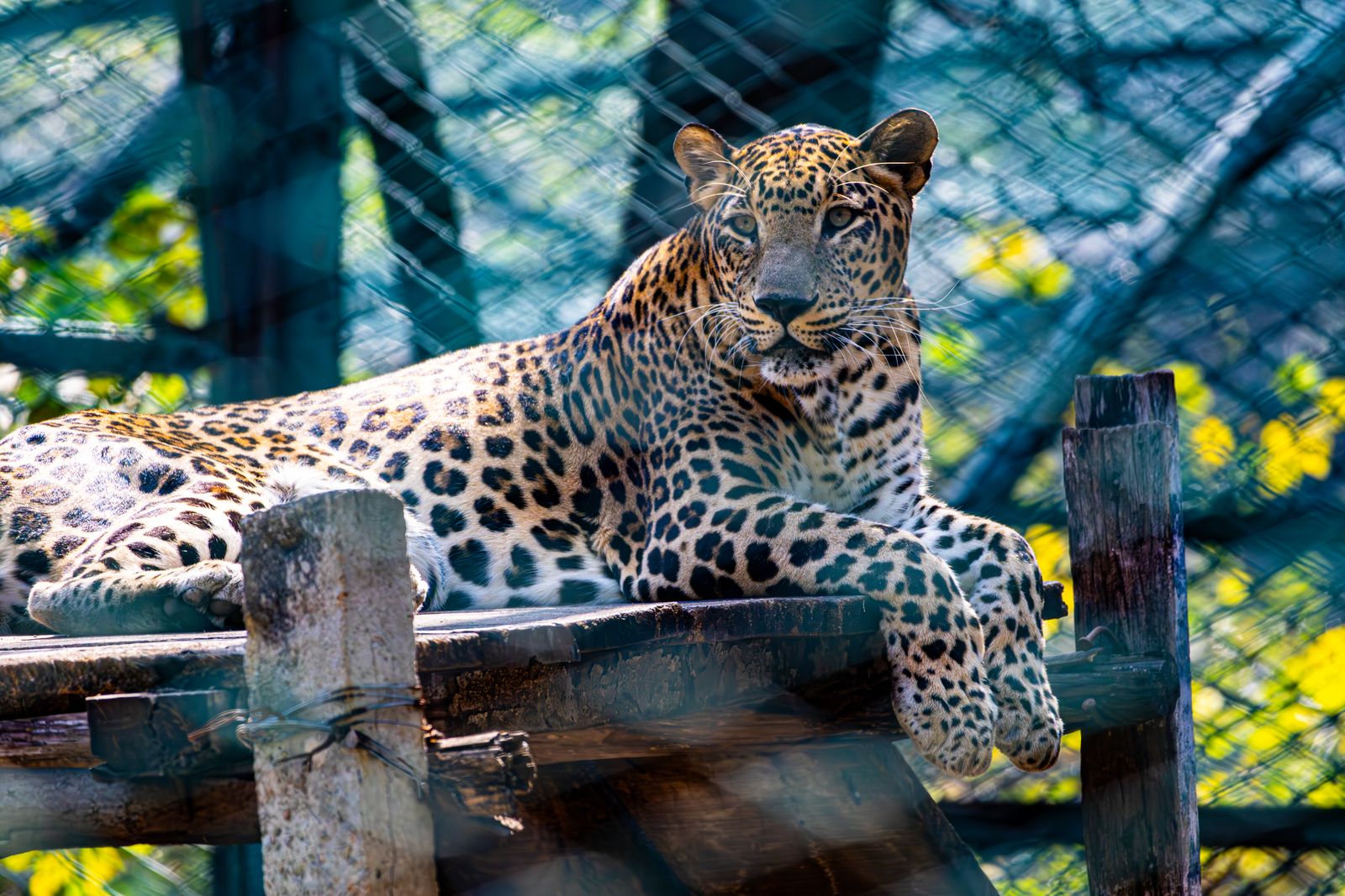 Leopard Print Photos, Download The BEST Free Leopard Print Stock Photos ...
