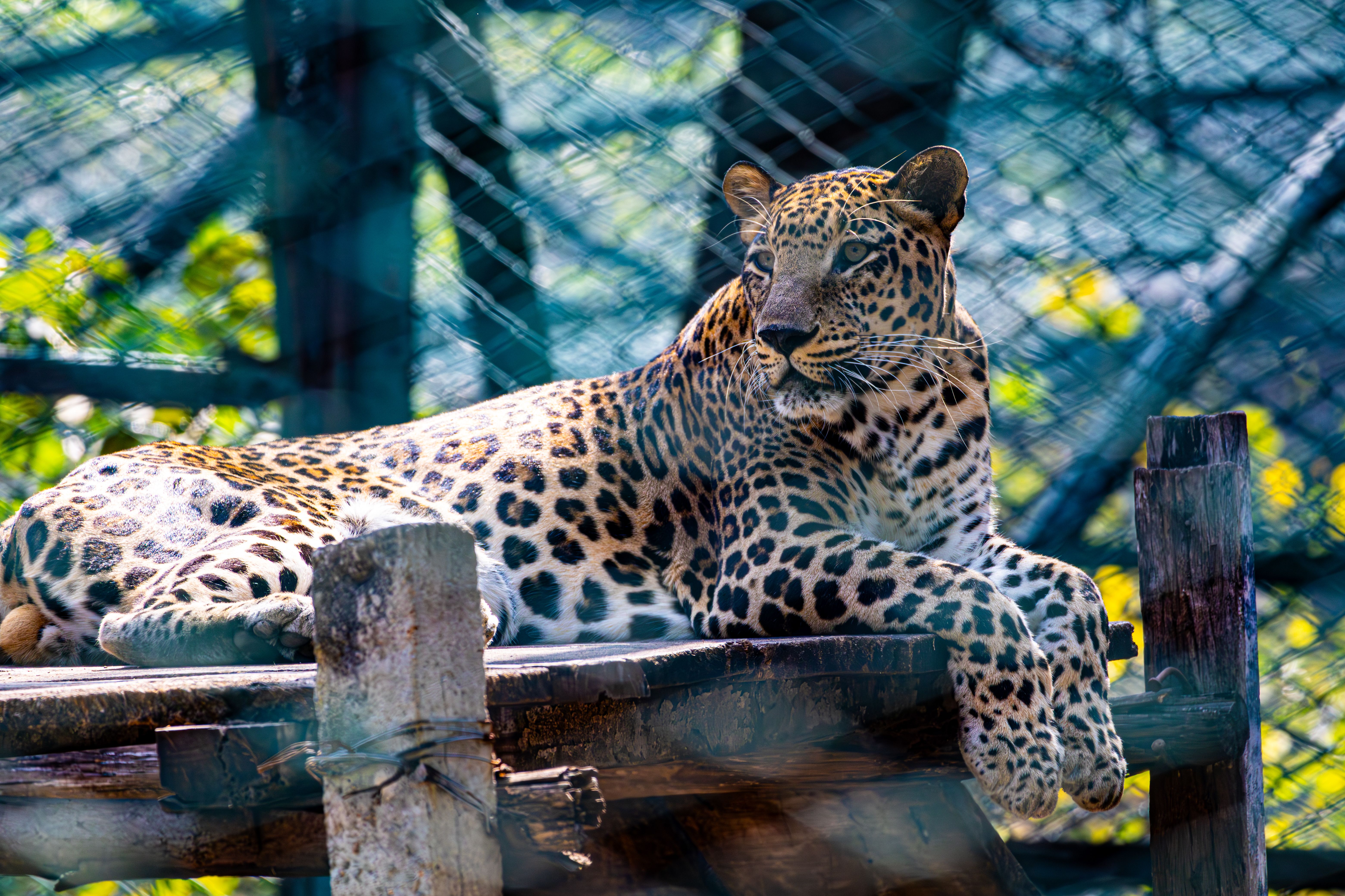 Growling Leopard Inside Enclosure · Free Stock Photo