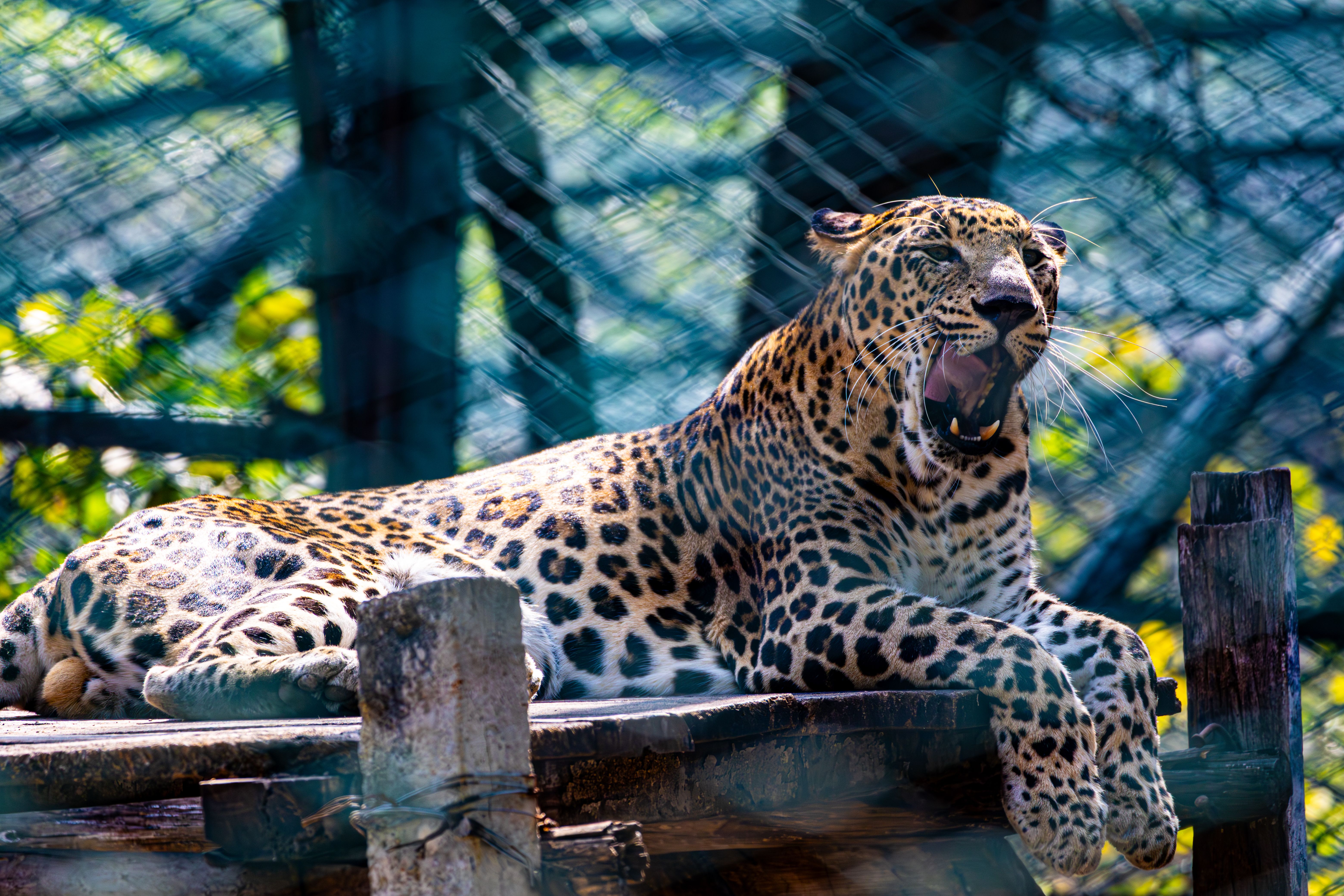 Photo of Leopard Inside the Cage · Free Stock Photo