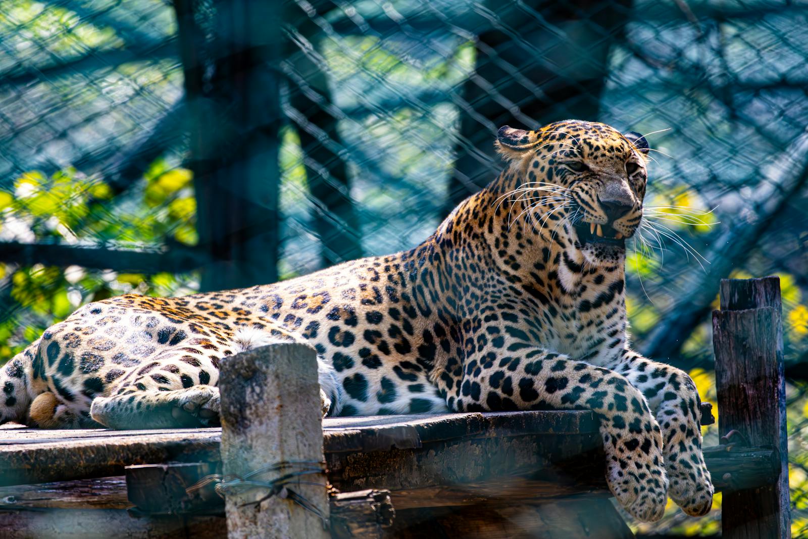 Black Leopard Photos, Download The BEST Free Black Leopard Stock Photos ...