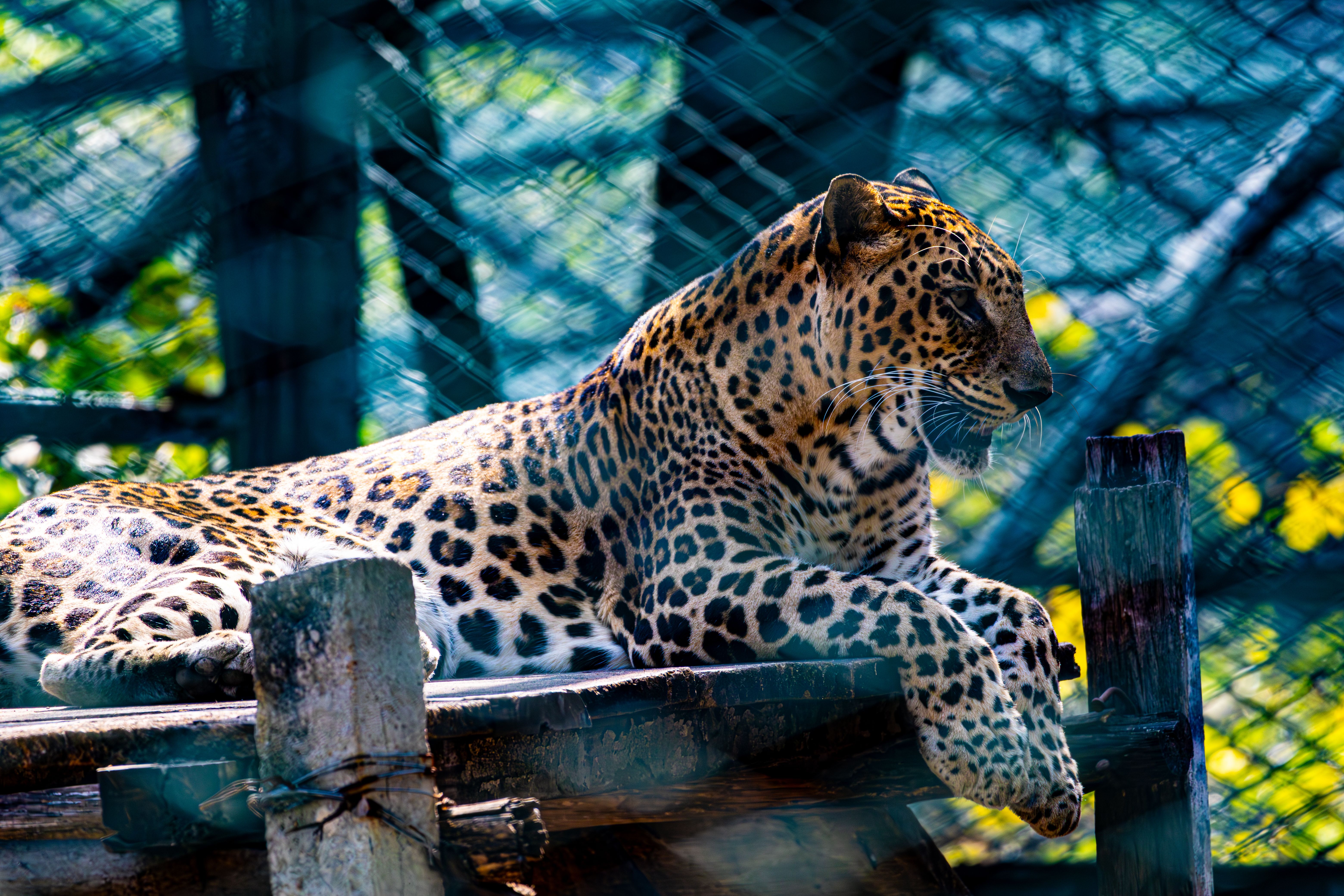 Photo of Leopard Inside the Cage · Free Stock Photo
