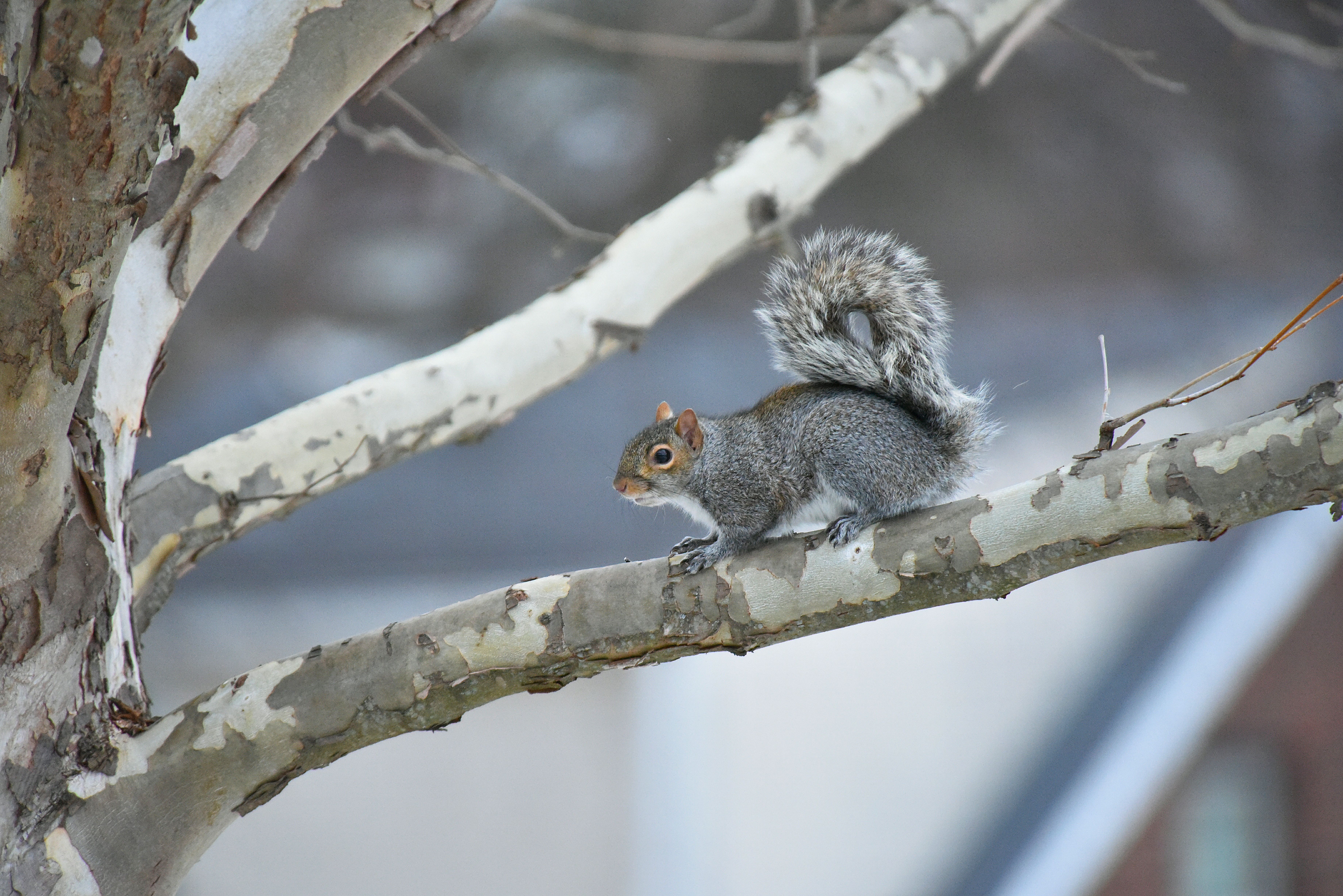 Gray Squirrel on Tree Branch in Winter · Free Stock Photo