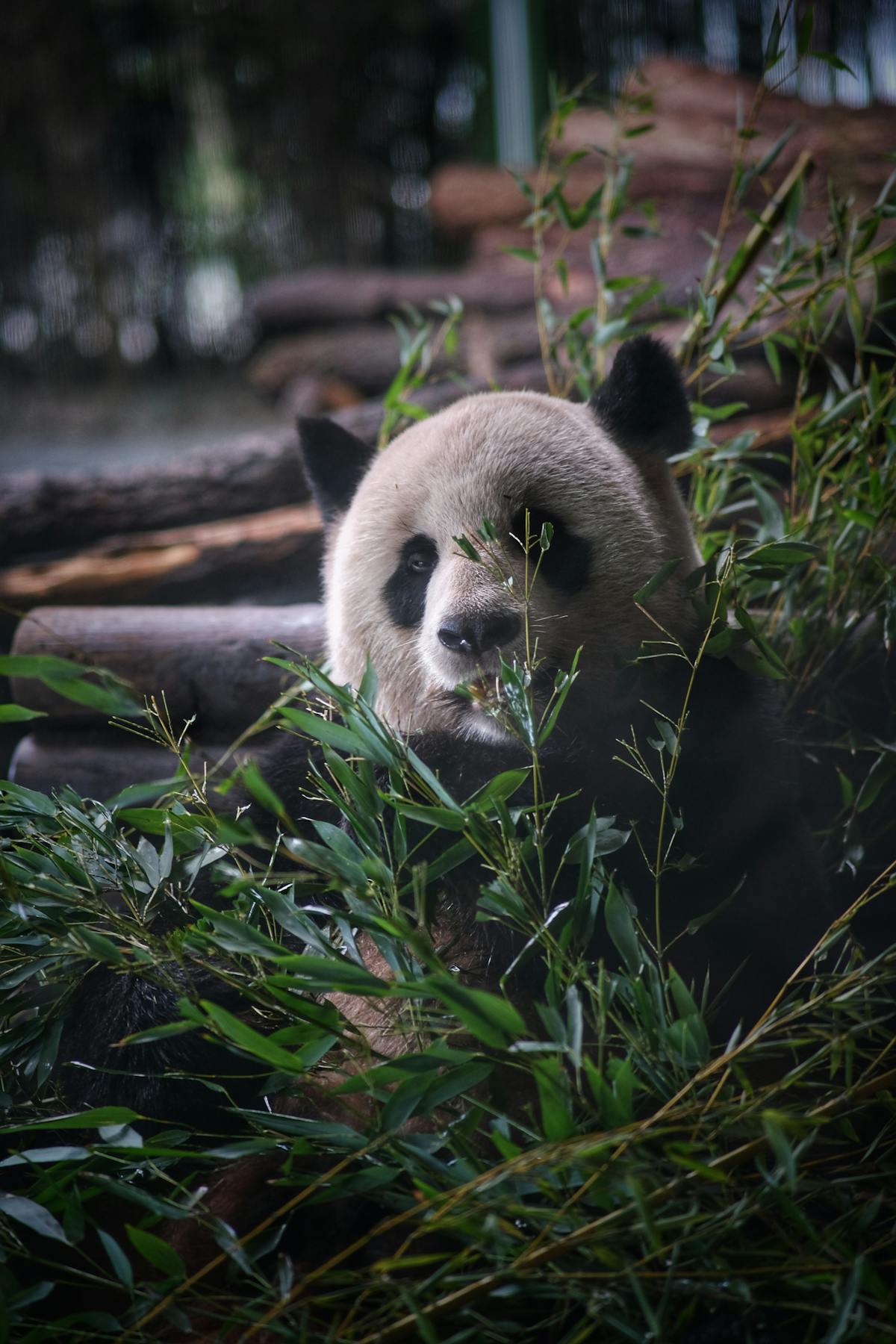 Giant Panda Photos, Download The BEST Free Giant Panda Stock Photos ...