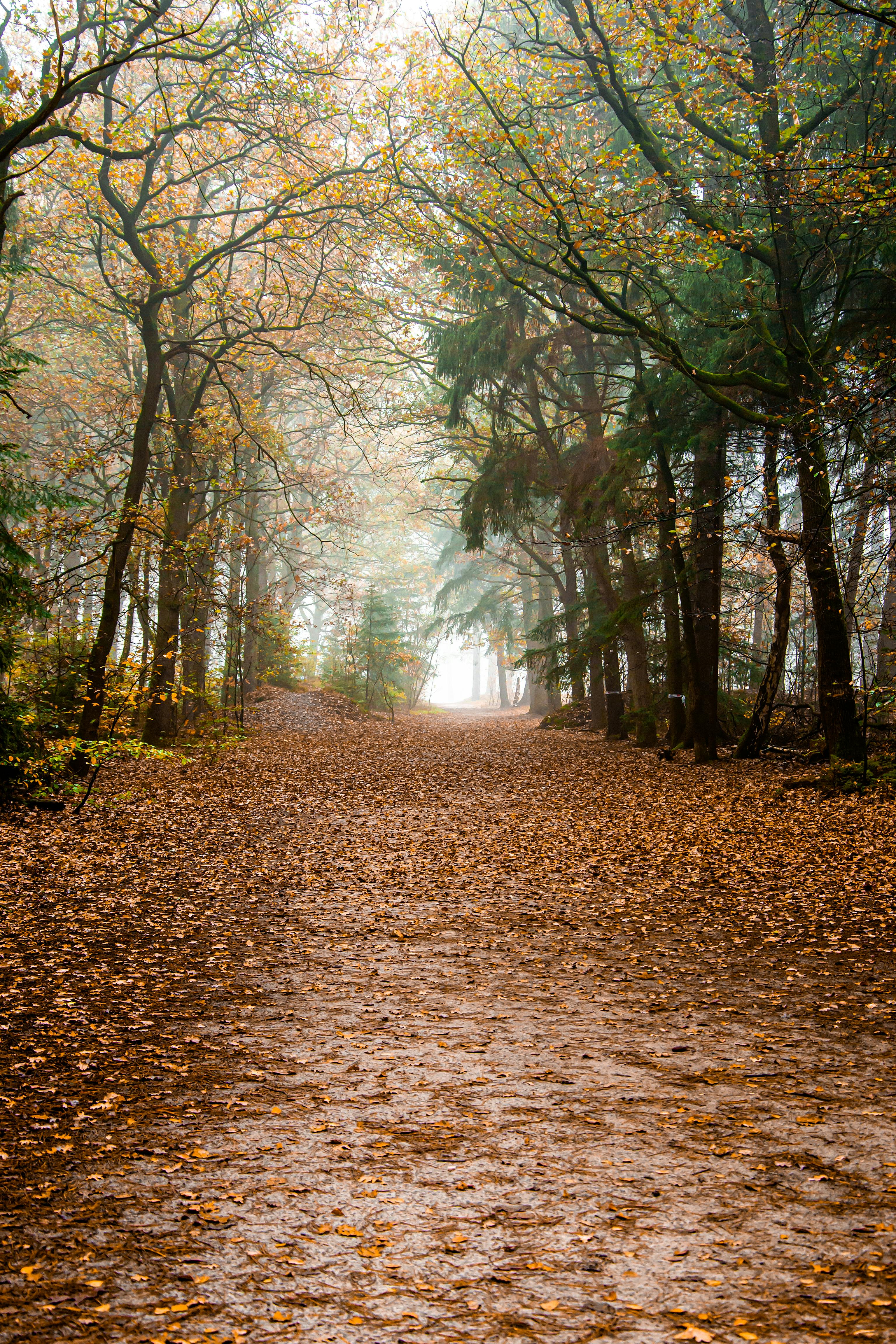 Tree Lined Pathway Photos, Download The BEST Free Tree Lined Pathway ...