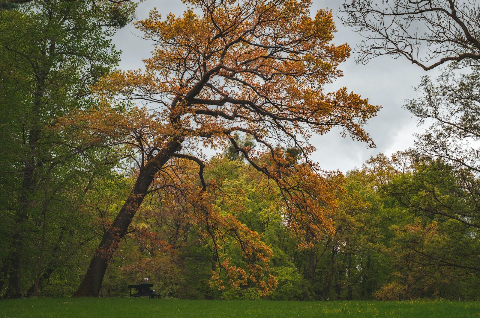 Autumn Tree Photos, Download The BEST Free Autumn Tree Stock Photos ...