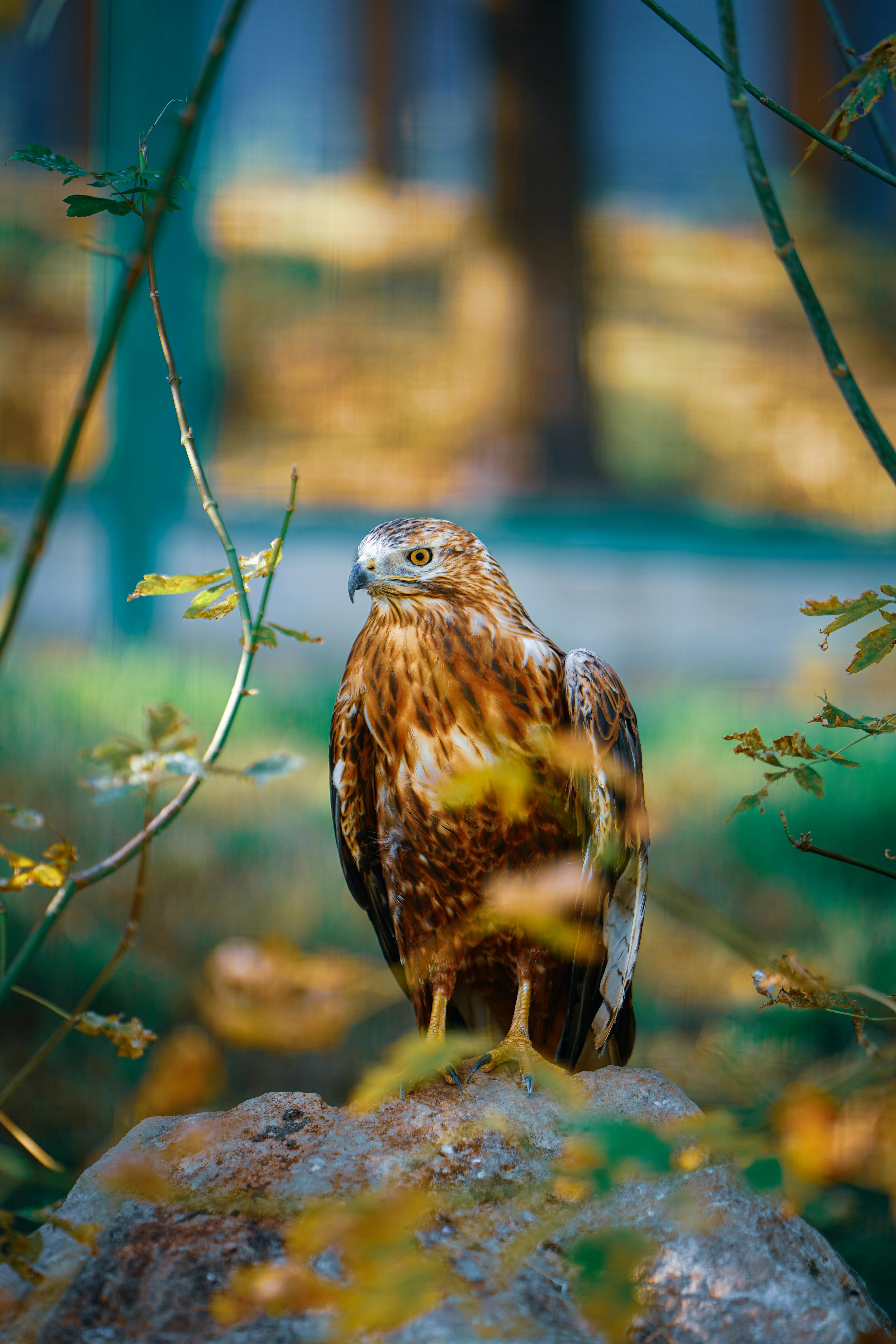 Hawk Talons Photos, Download The BEST Free Hawk Talons Stock Photos ...