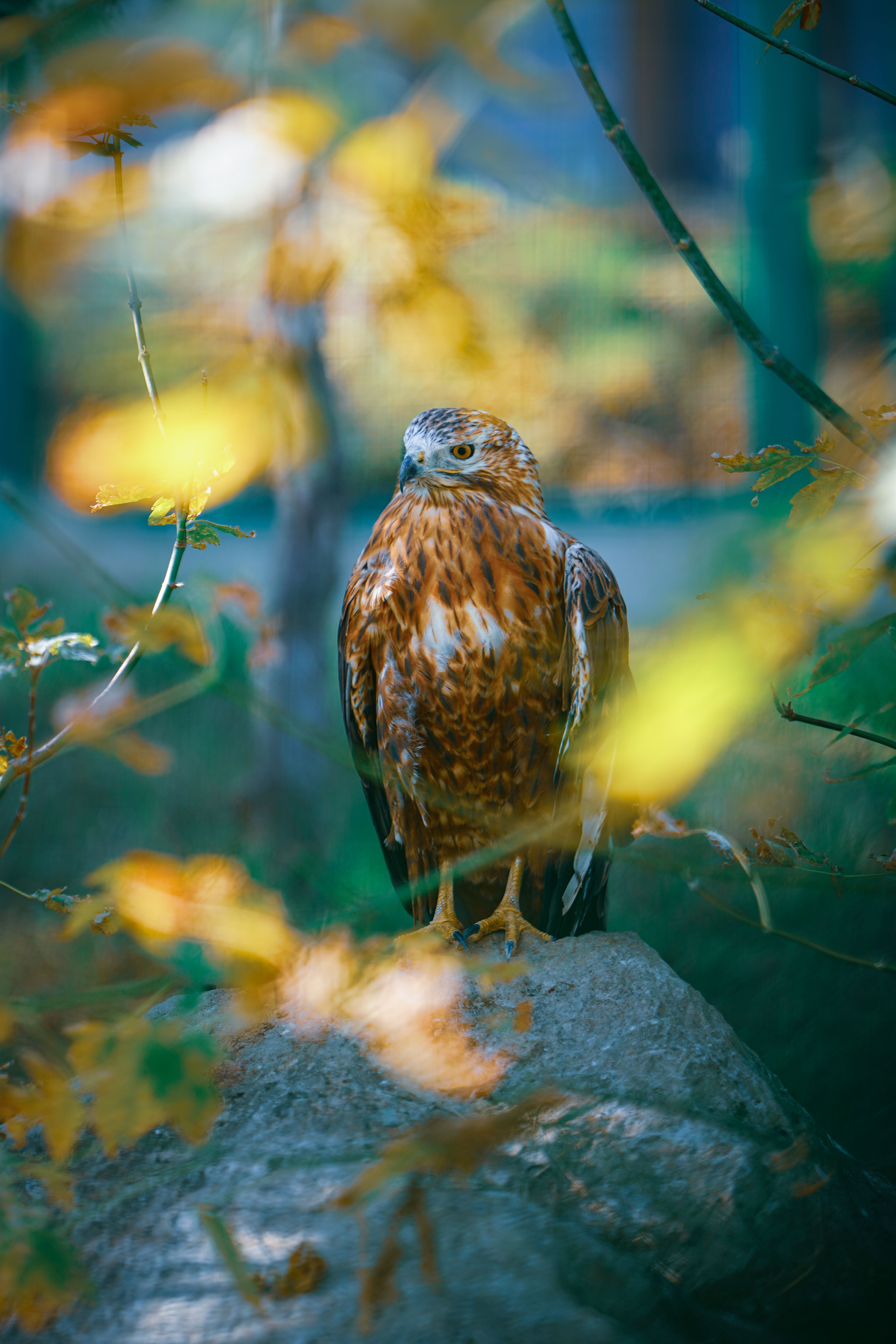 Majestic Hawk Perched Amid Autumn Leaves · Free Stock Photo