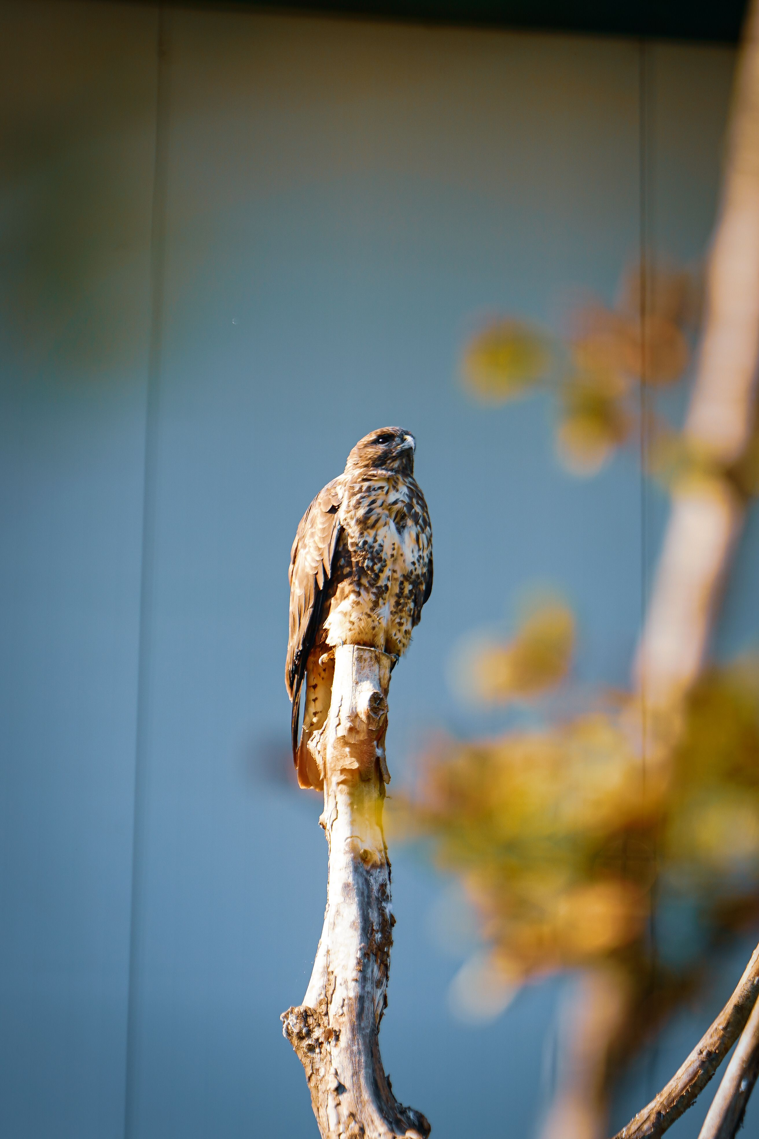 Elegant Hawk Perched on Tree Branch Outdoors · Free Stock Photo